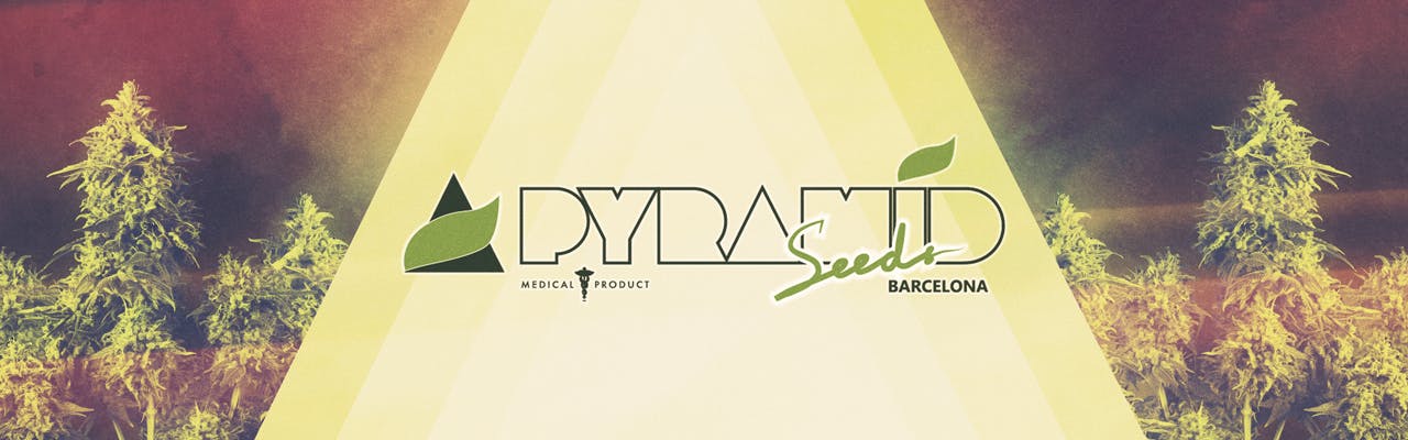 Pyramid Seeds Logo