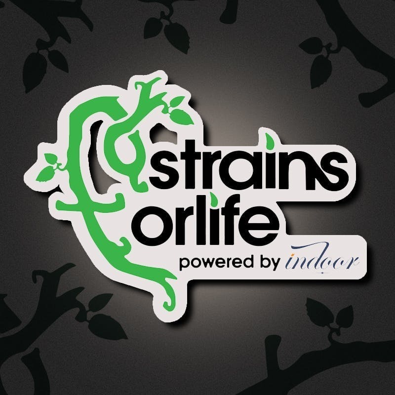 Strains for Life Delivery Solventless Concentrates | Order Online