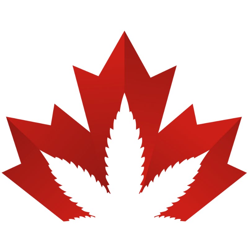 TEAM CANNABIS THC Balm | Order Online