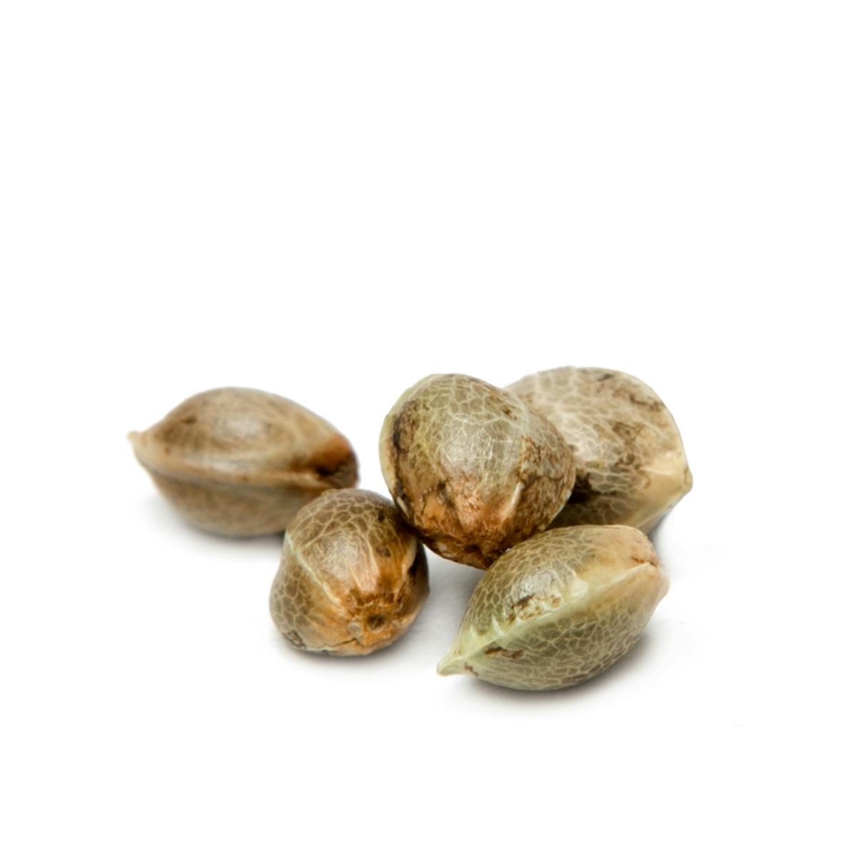 Sour African, Pack of 10 - Top Dawg Seeds Sour African, Pack of 10 - Top Dawg Seeds