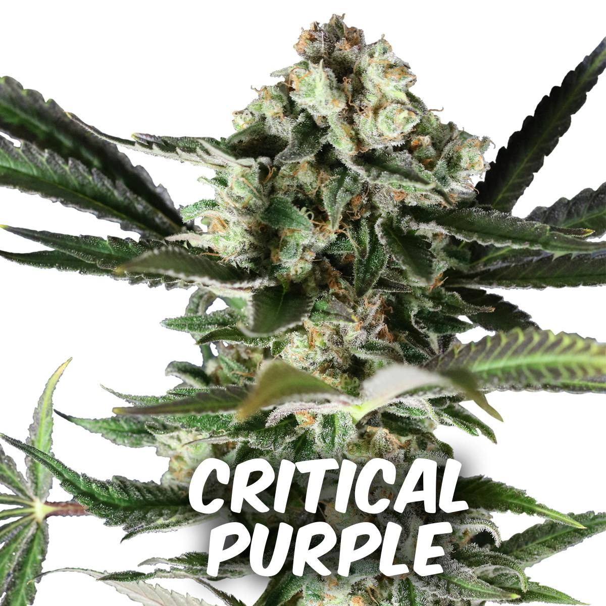 CRITICAL PURPLE - Gea Seeds