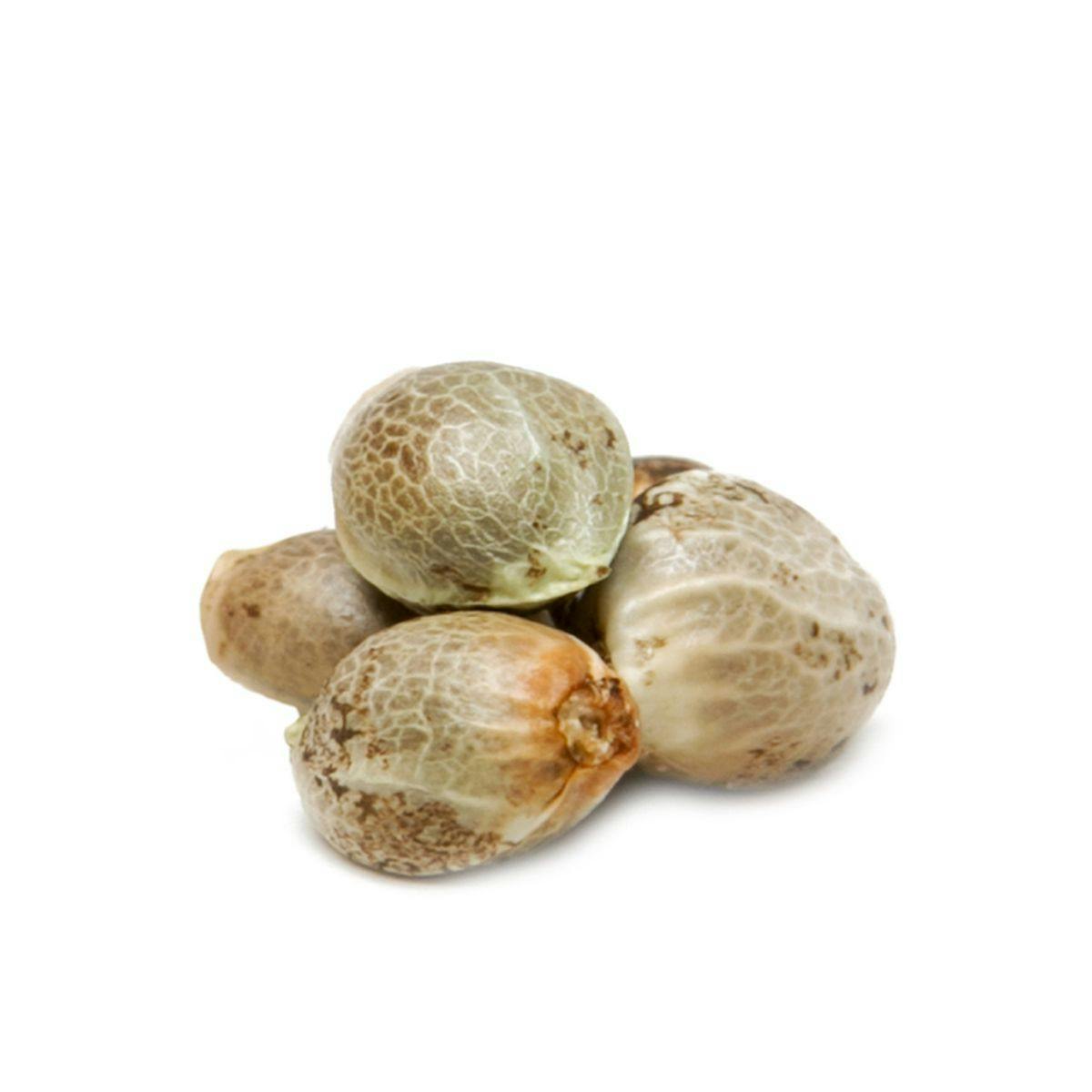 Nicole Kush Feminized - City Seeds Bank