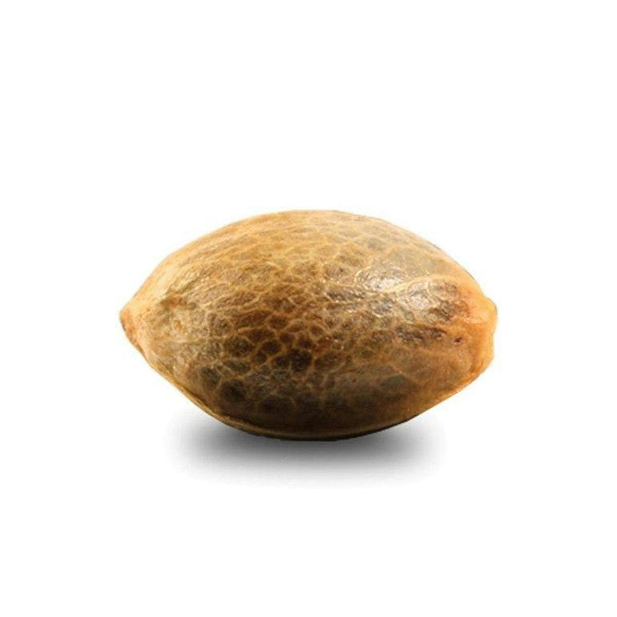 APSU - Sumerian Seeds Bank