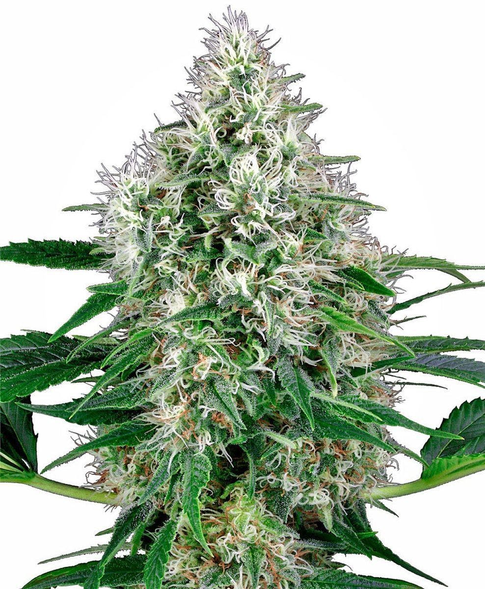 Pure Power Plant Automatic - Sensi Seeds