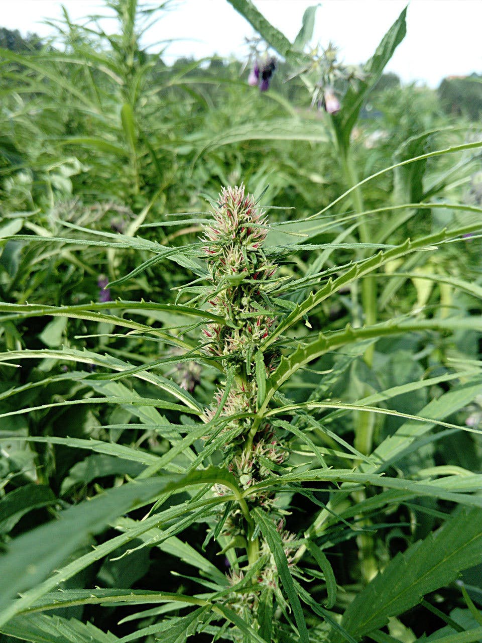 Hanfblüten natur 2% CBD - NativCanna