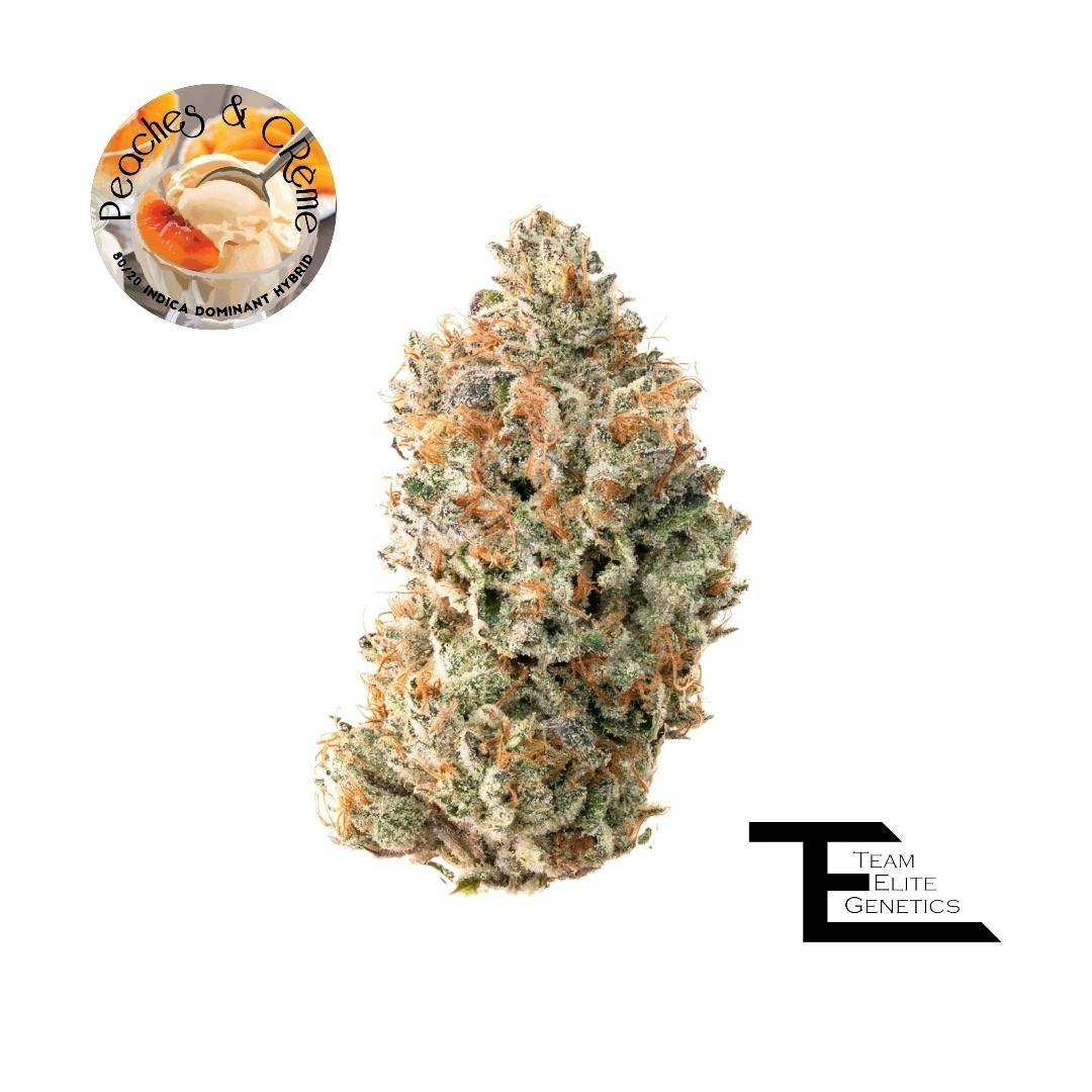 Peaches & Crème - Team Elite Genetics