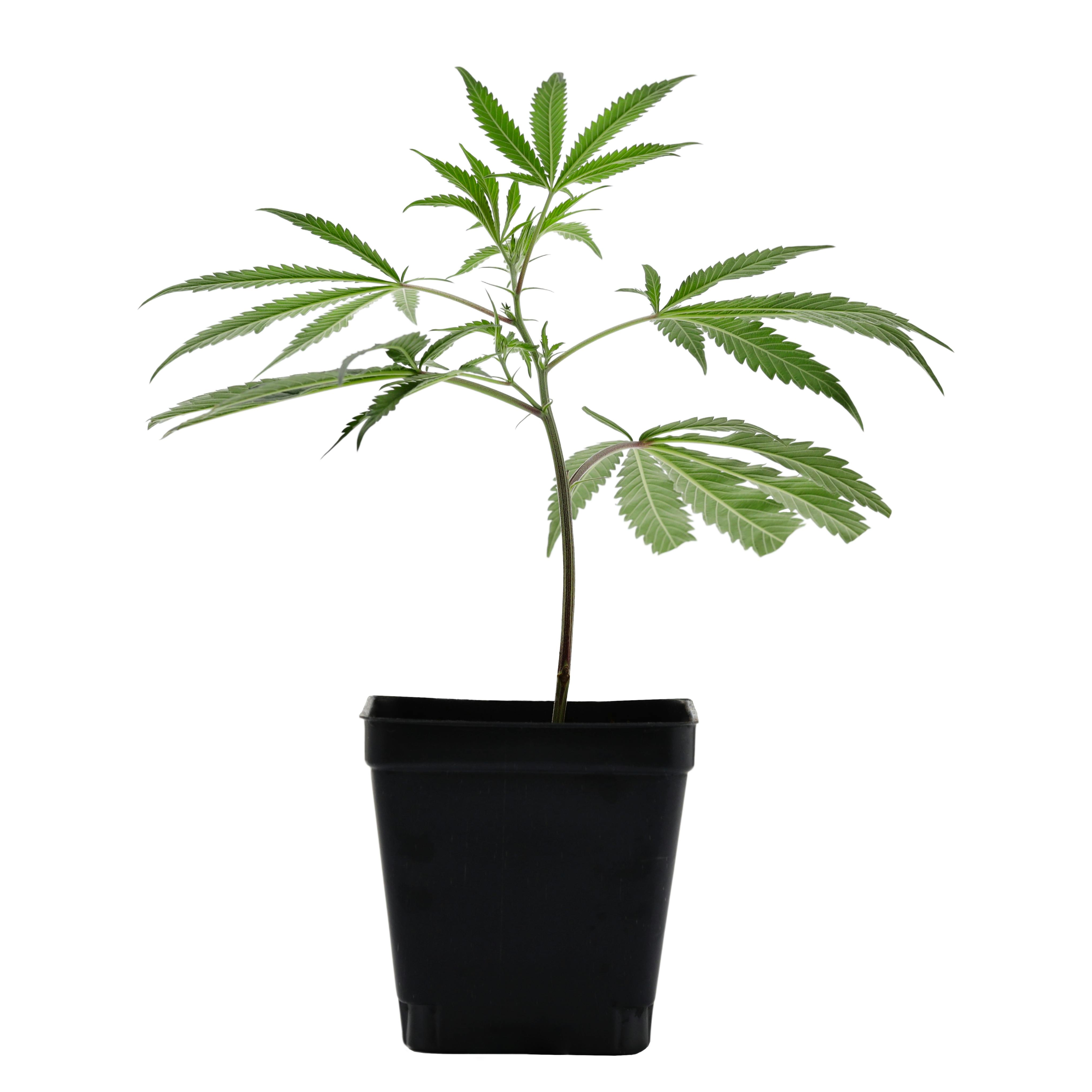 Gusher Pie Clone - Enlighten