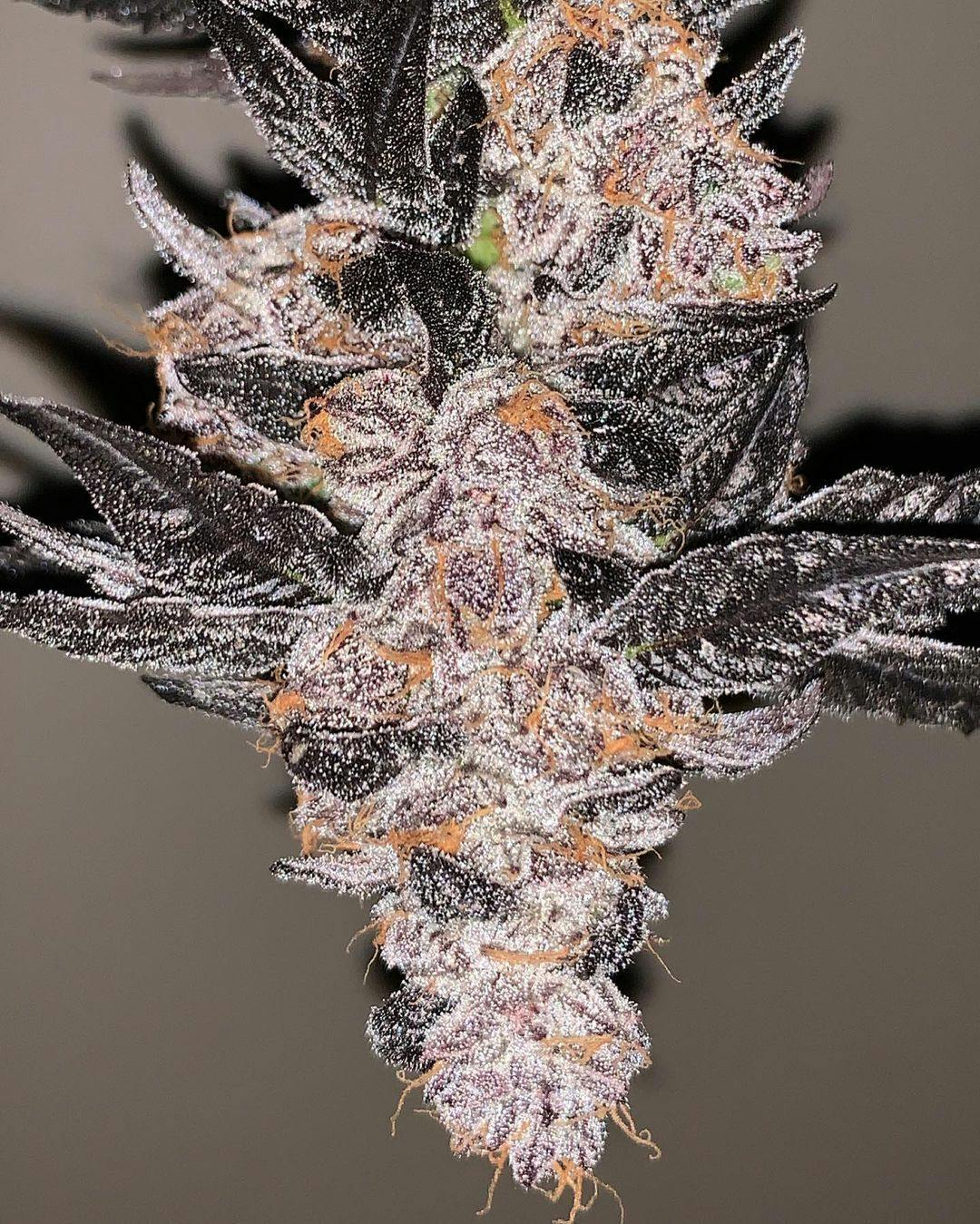 Bust Down - Snaxland