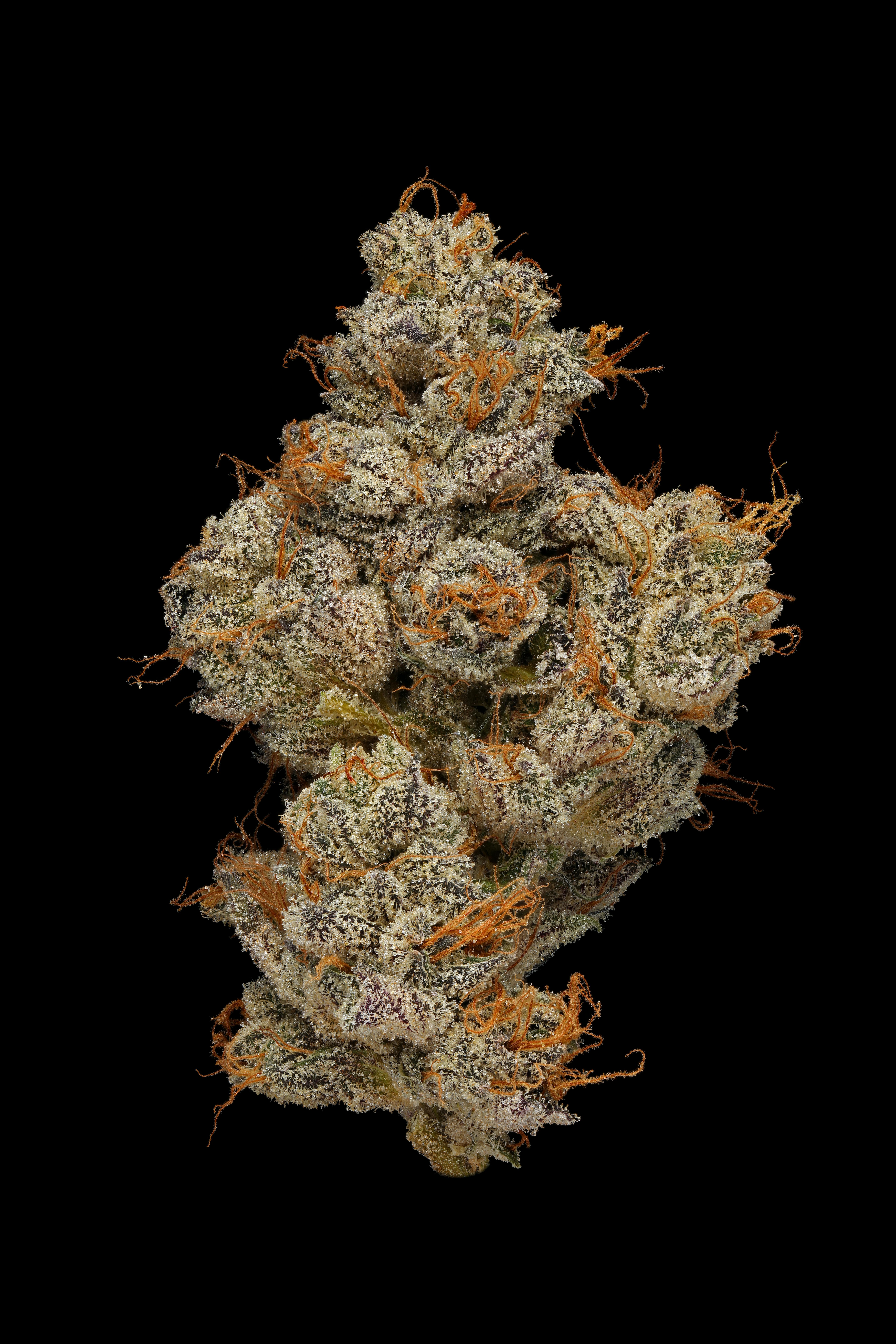 Fig Bar Flower 1/8 - Clade9