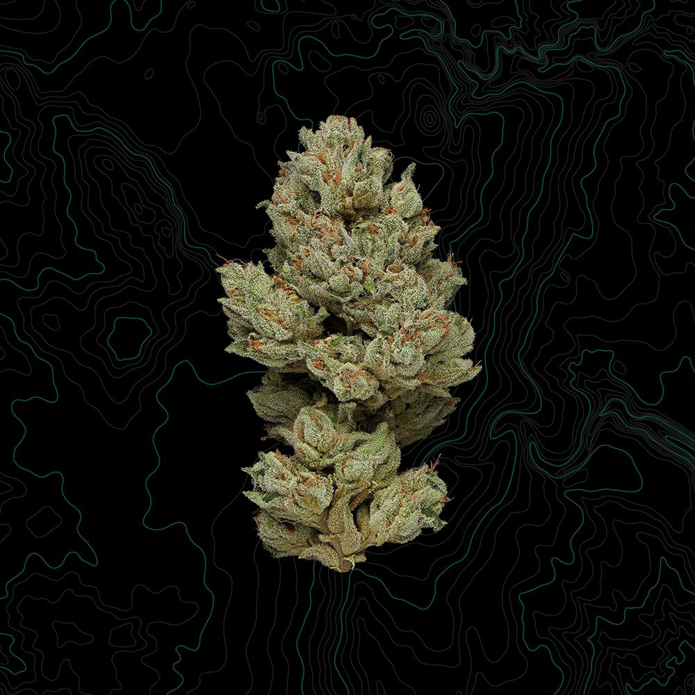 Josh D OG - Benson Arbor
