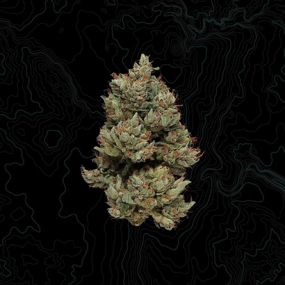 Sour Rado - Benson Arbor