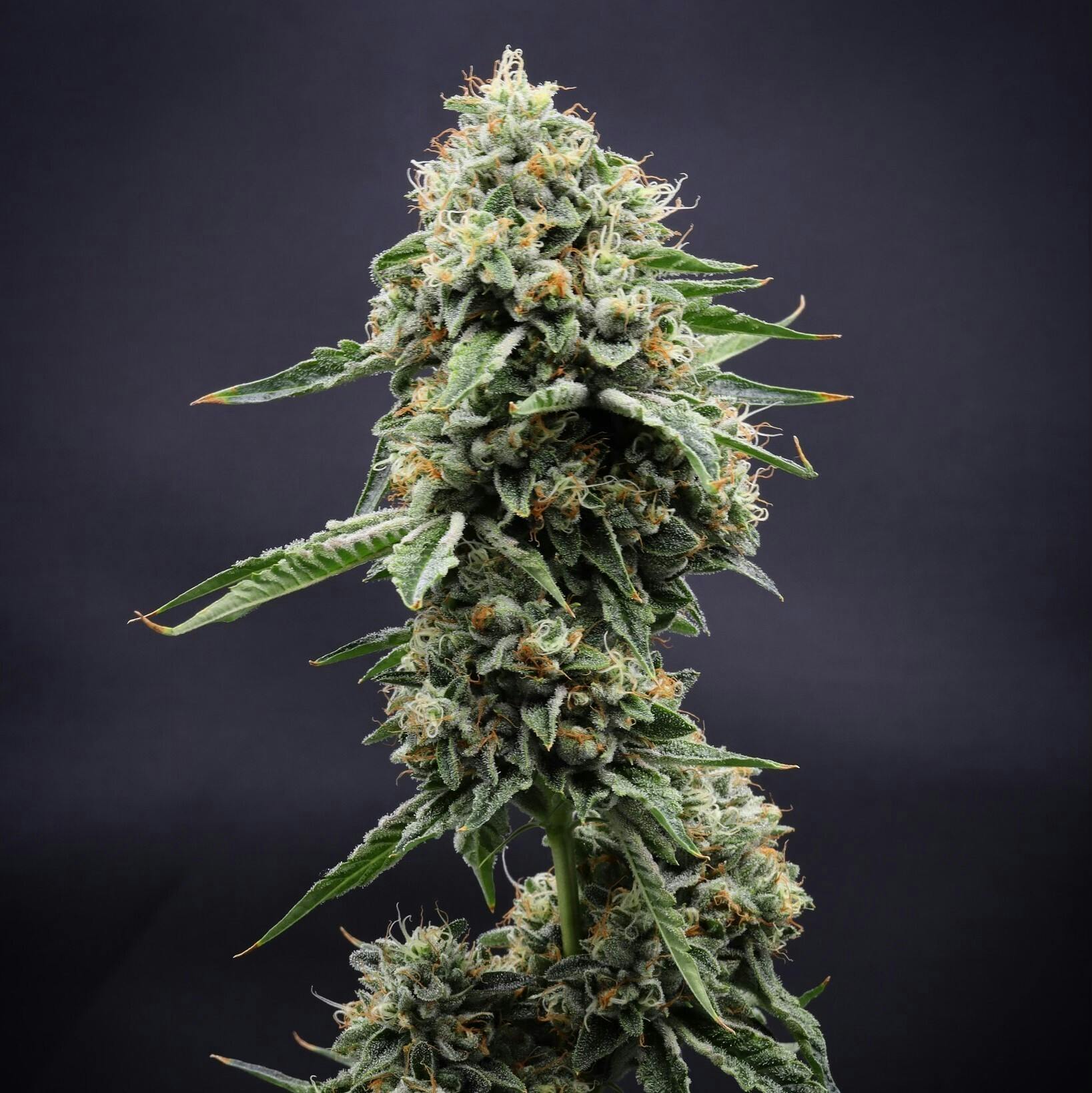 X1 - Tracy, California Marijuana Dispensary