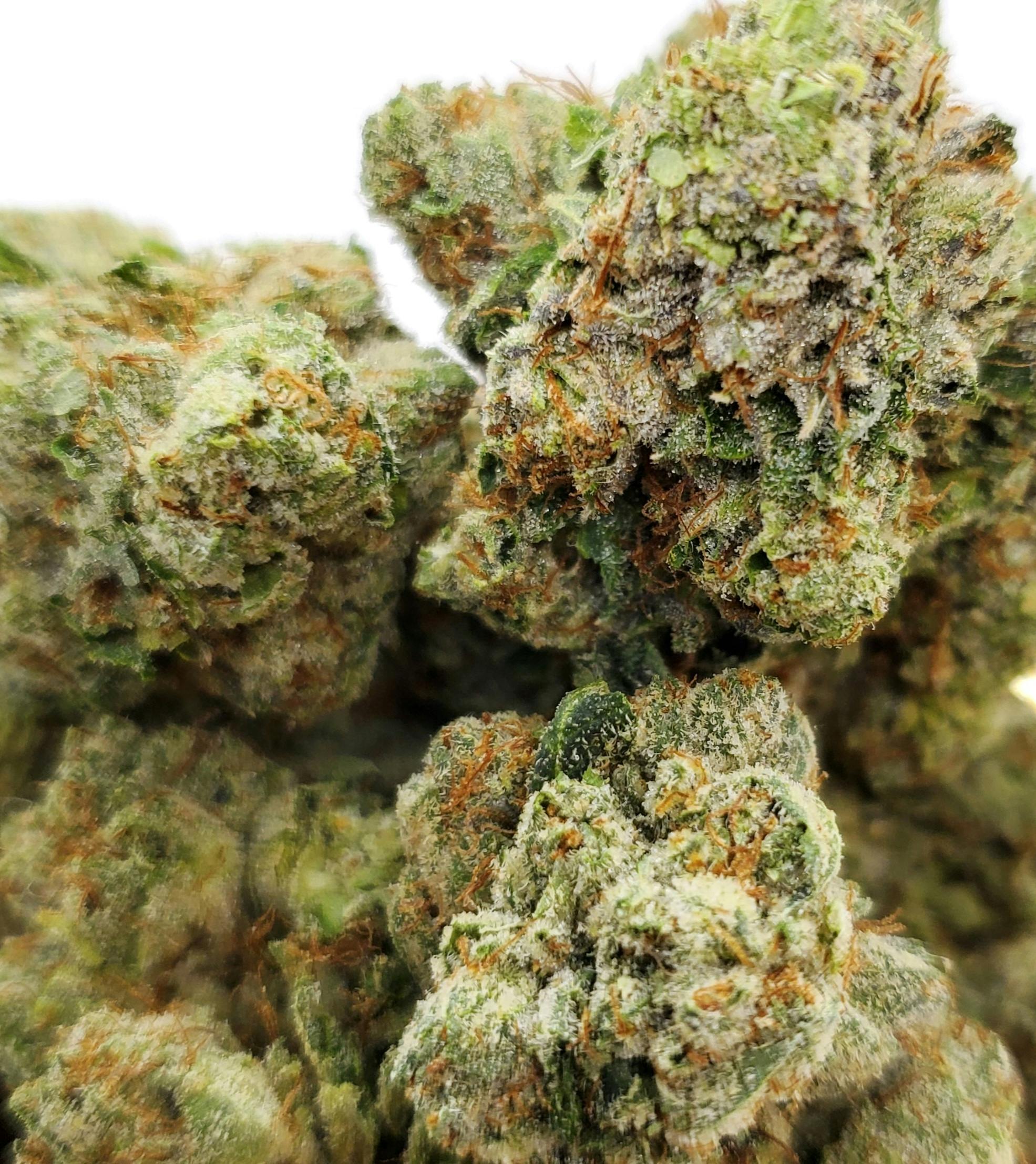WCC OG - World Class Cannabis