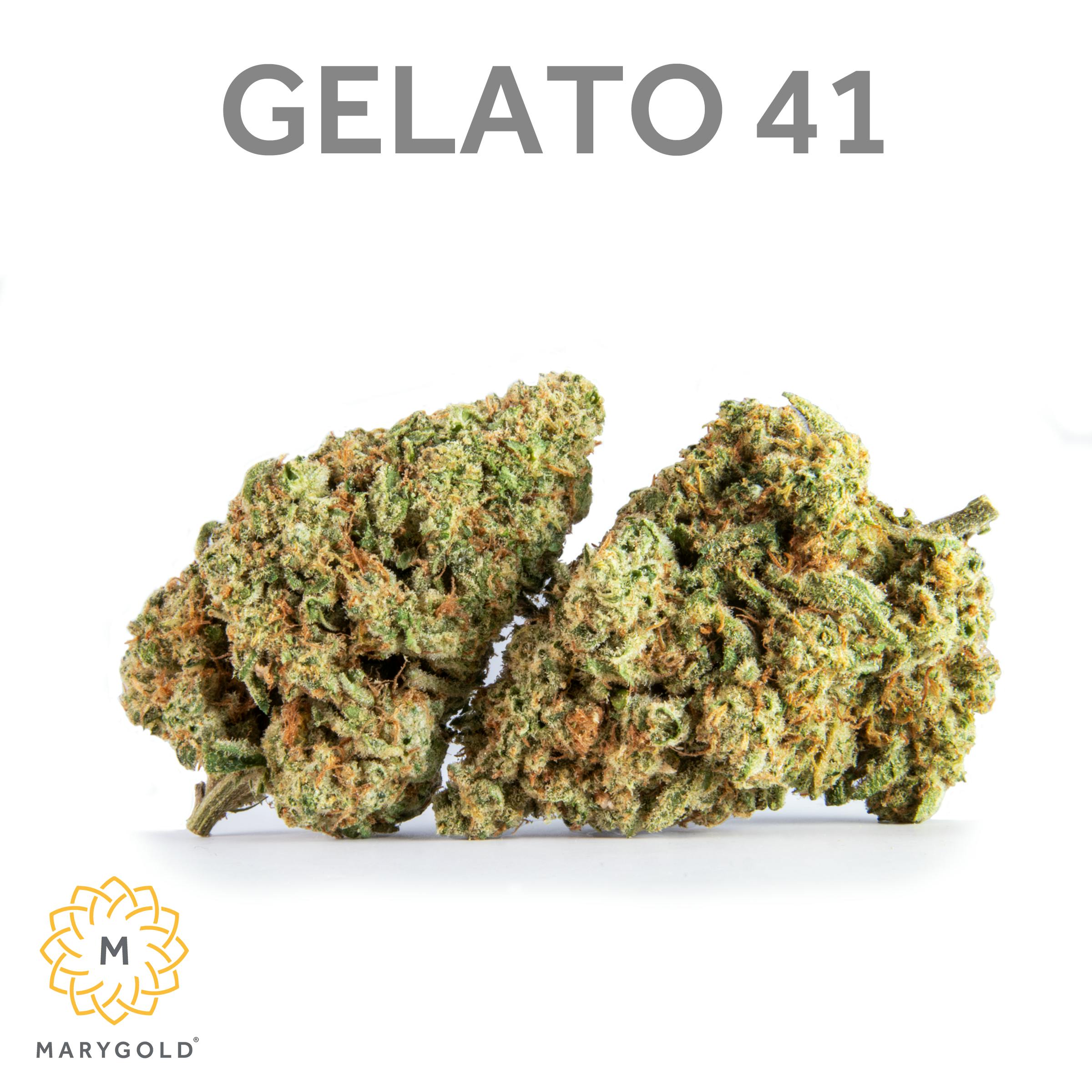 Gelato 41 3.5g (27% THC Hybrid) - Marygold
