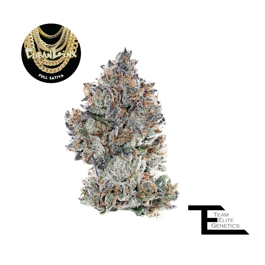 Cuban Linx - Team Elite Genetics