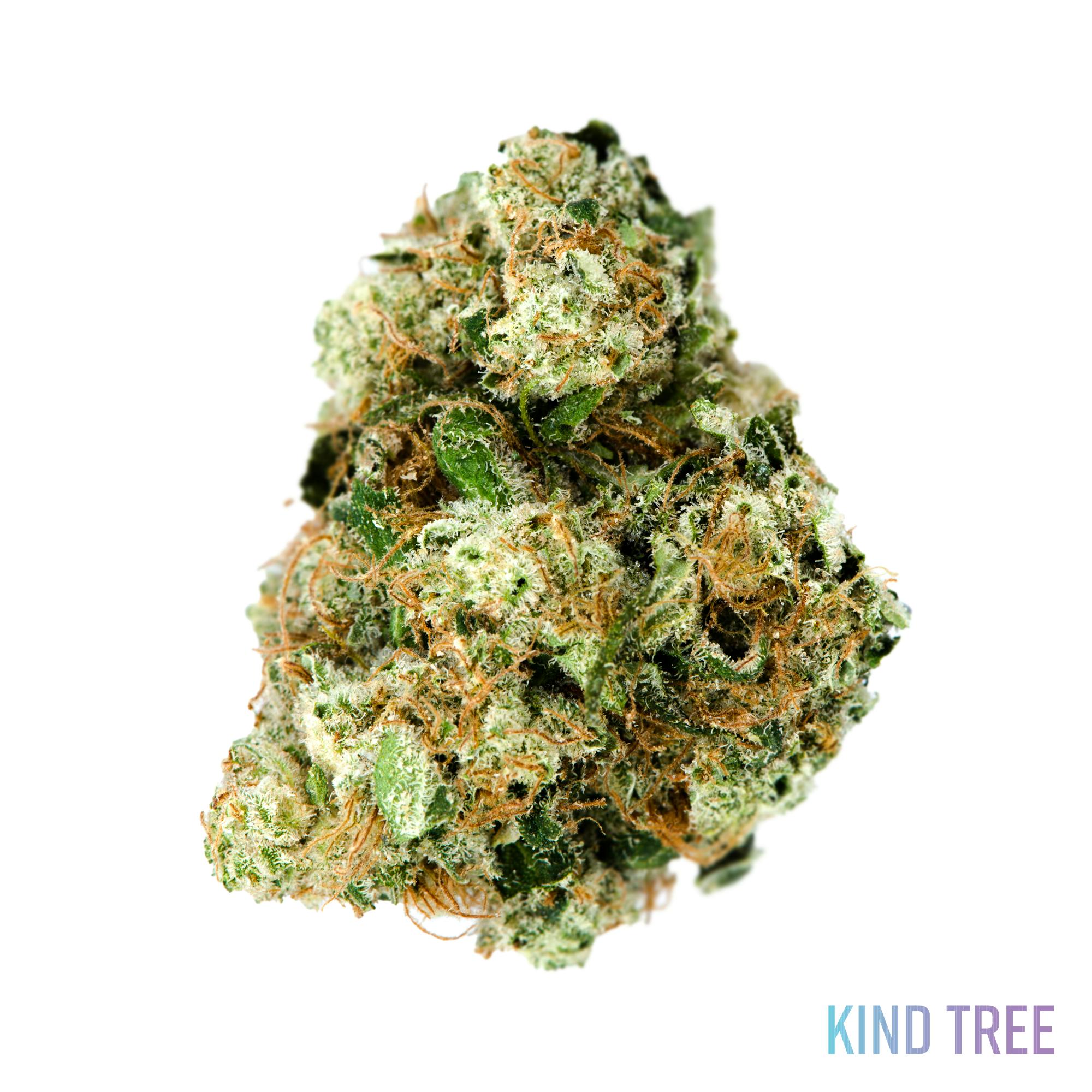 Afghani - Kind Tree