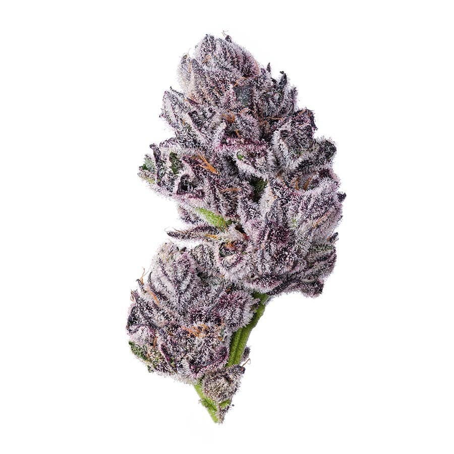 Pink Zushi - Blue Chip