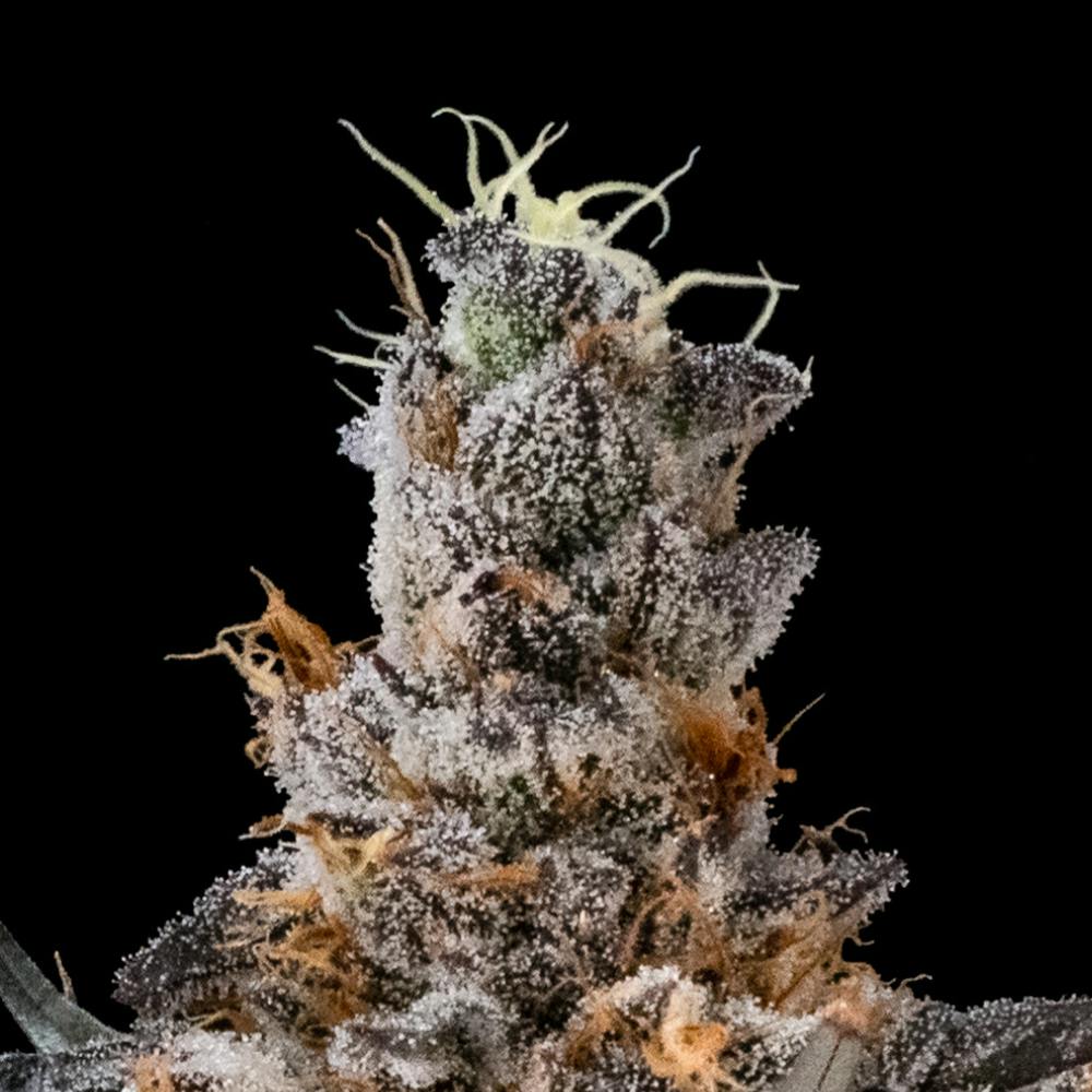 High Season - Adelanto - Adelanto, California Marijuana Dispensary