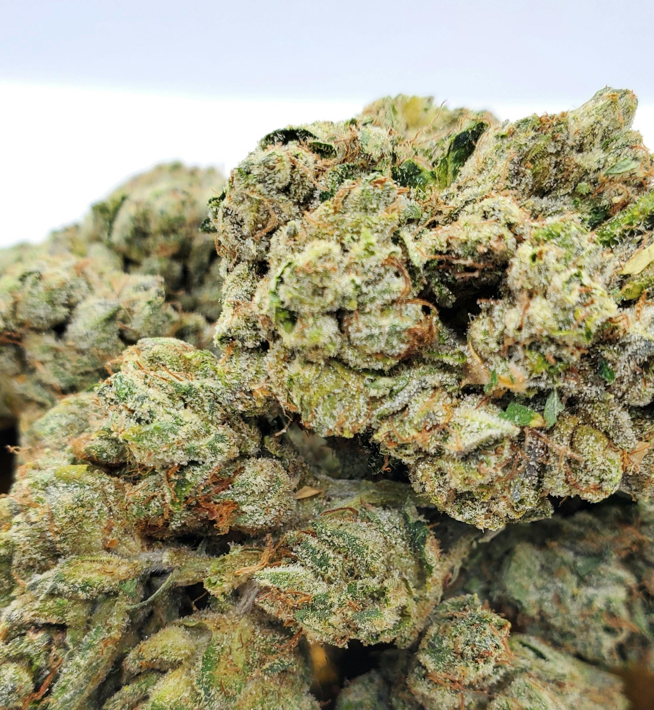 Alien Kush - World Class Cannabis