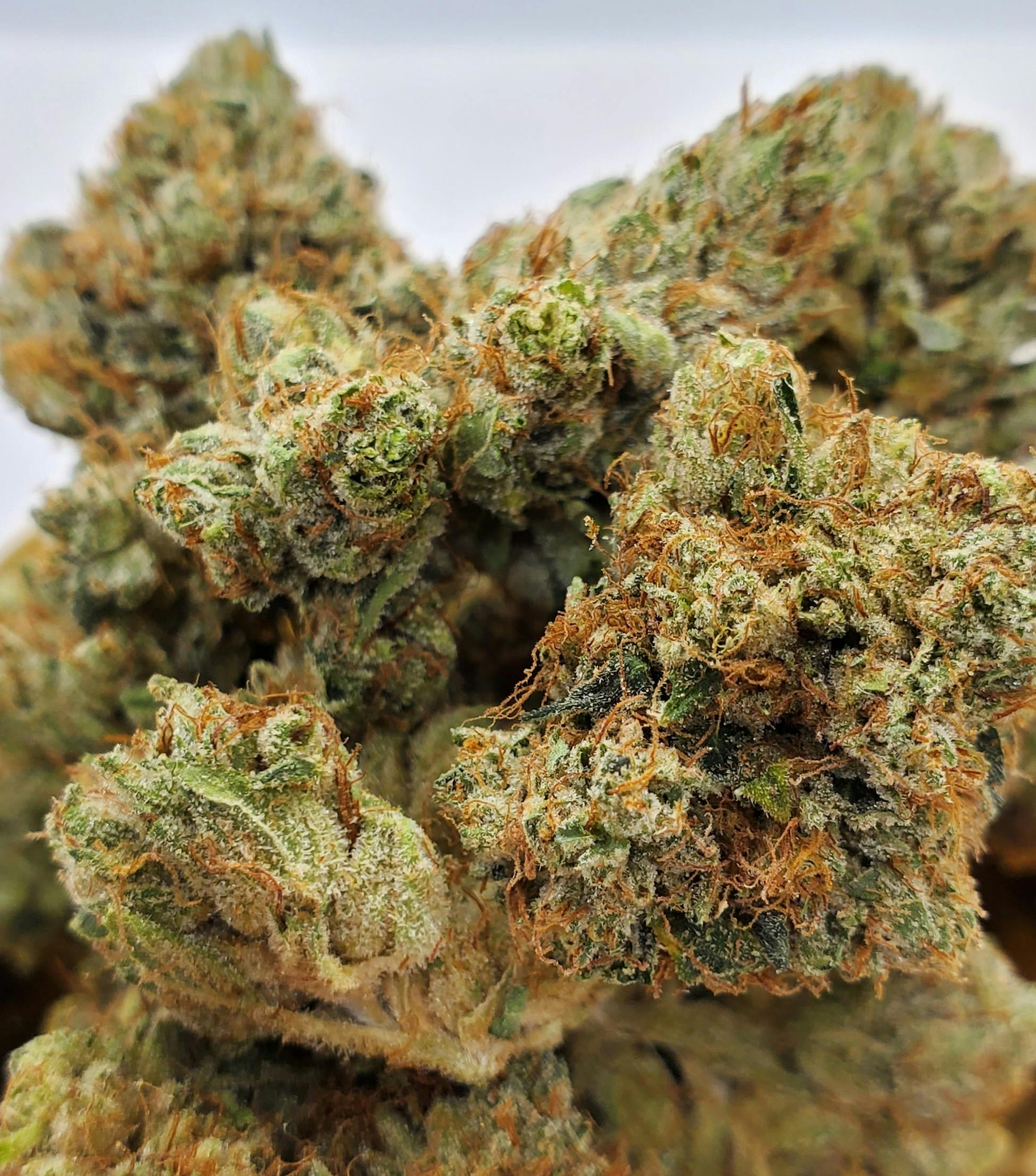 Darth Vader OG - World Class Cannabis