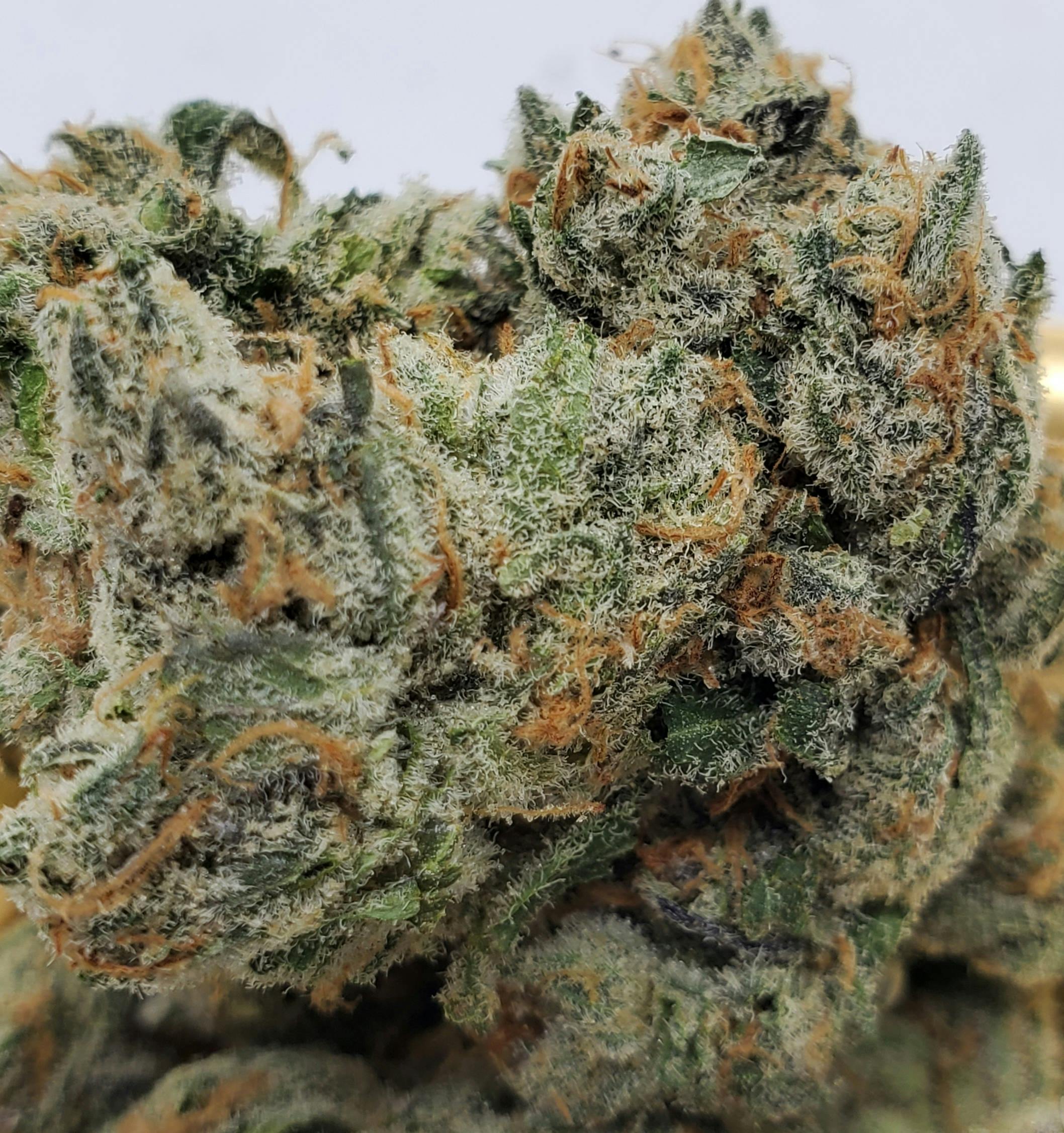 Cactus Cooler - World Class Cannabis