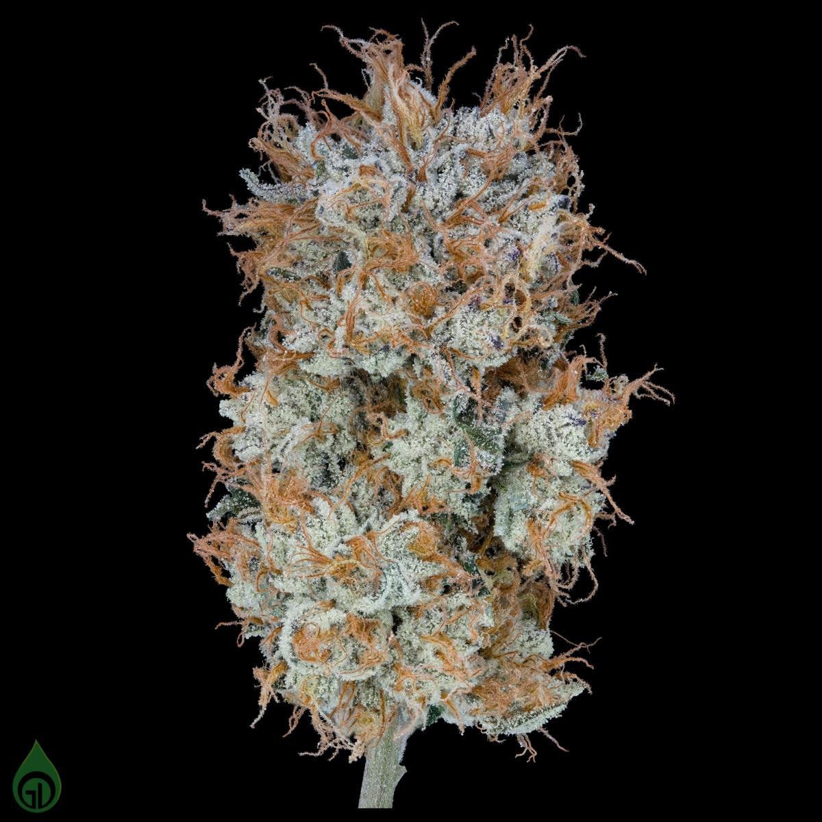 GDL Black Label Flower (3.5g) | Fortissimo - Green Dot Labs GDL Black Label Flower (3.5g) | Fortissimo - Green Dot Labs
