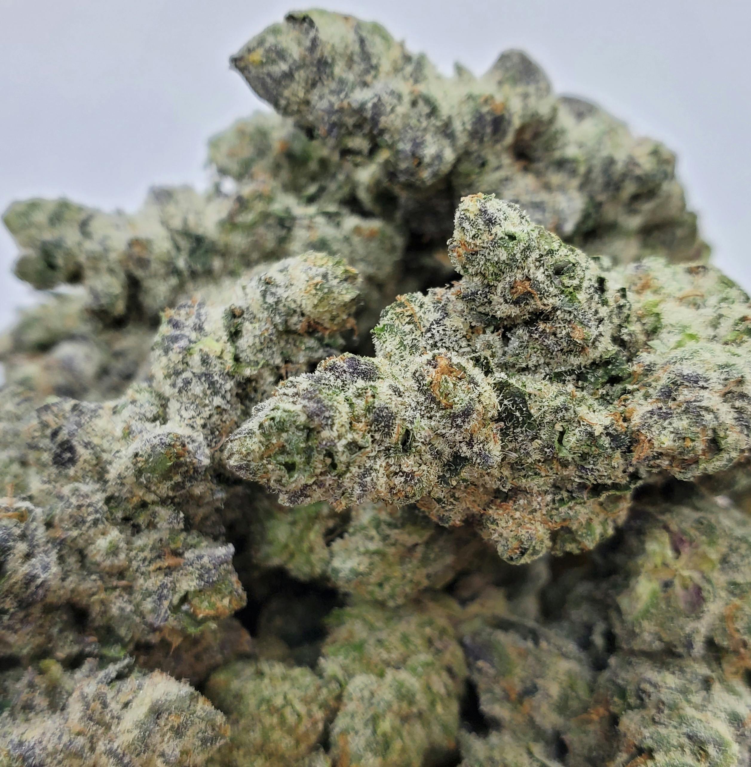 Matanuska Thunder Fuck - World Class Cannabis