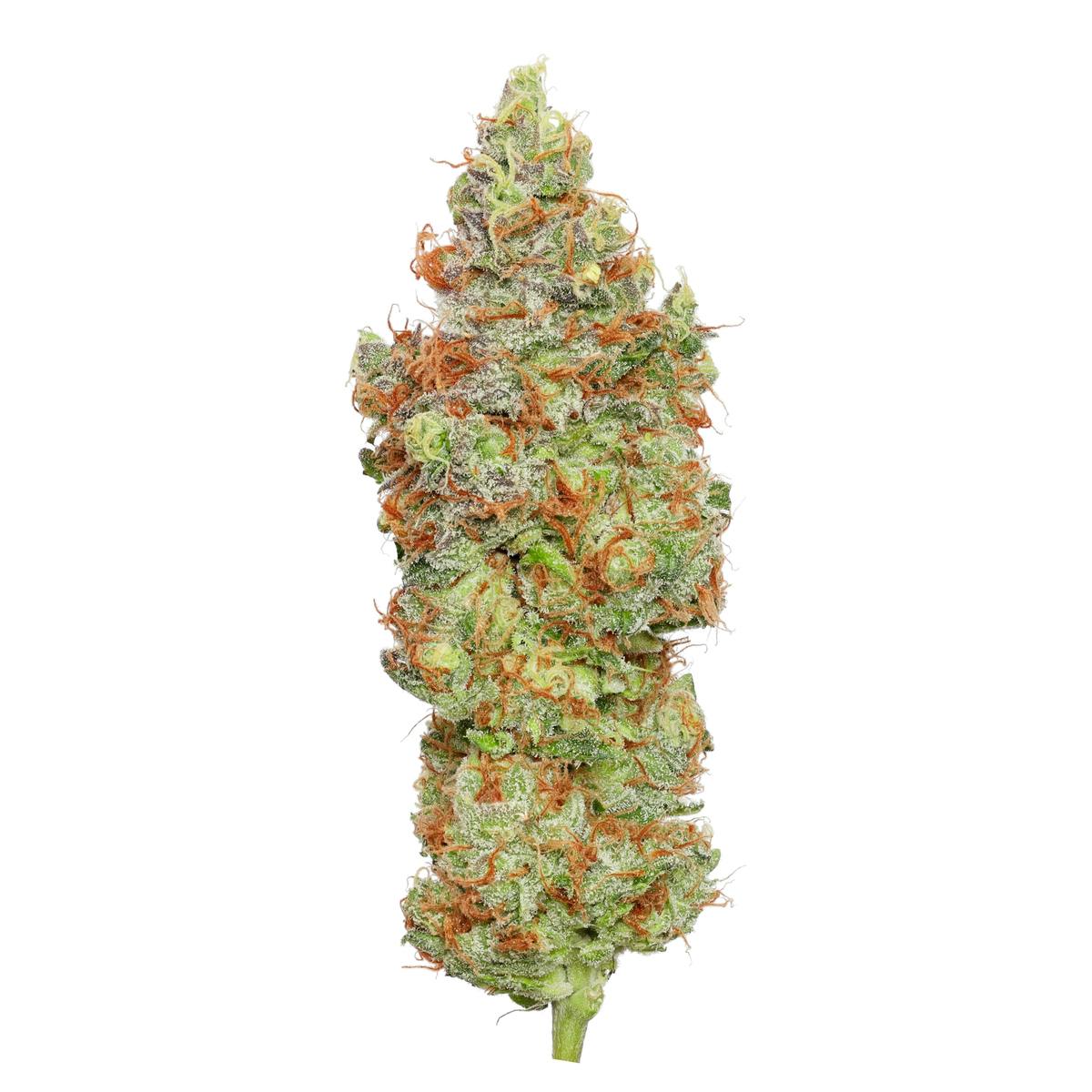 Moroccan Peaches - Enlighten