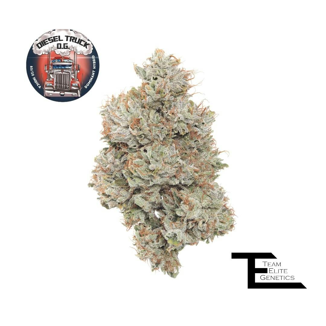 Diesel Truck OG - Team Elite Genetics