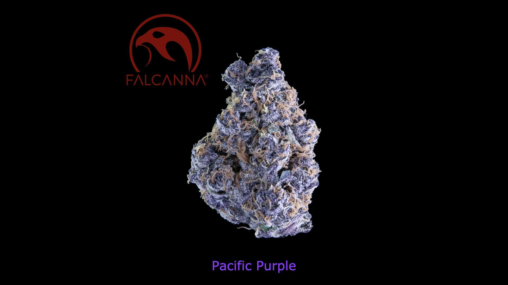Falcanna - Pacific Purple - Sooner Glue