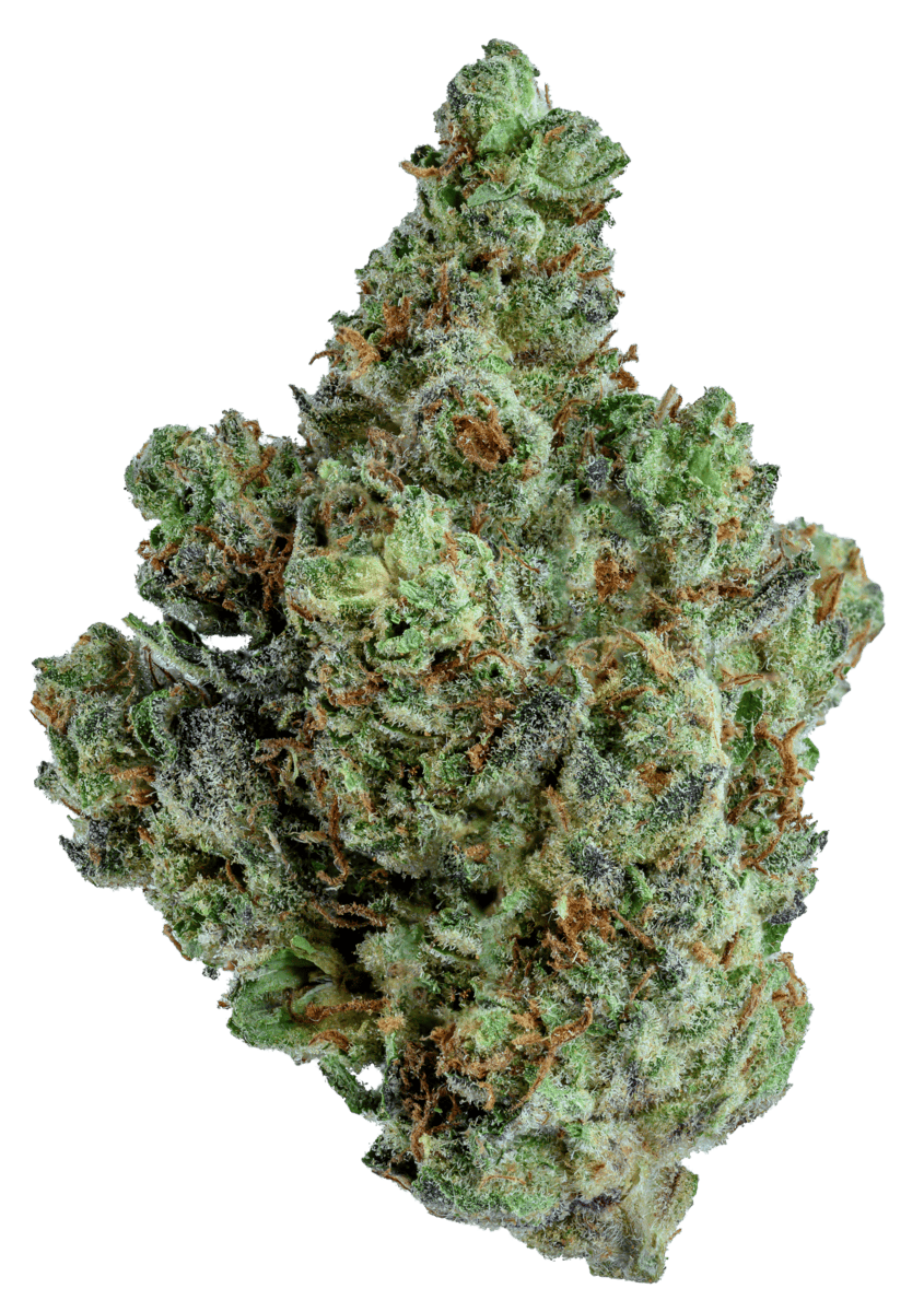 GOLD STANDARD | SLURTY3 | 14G - Gold Standard