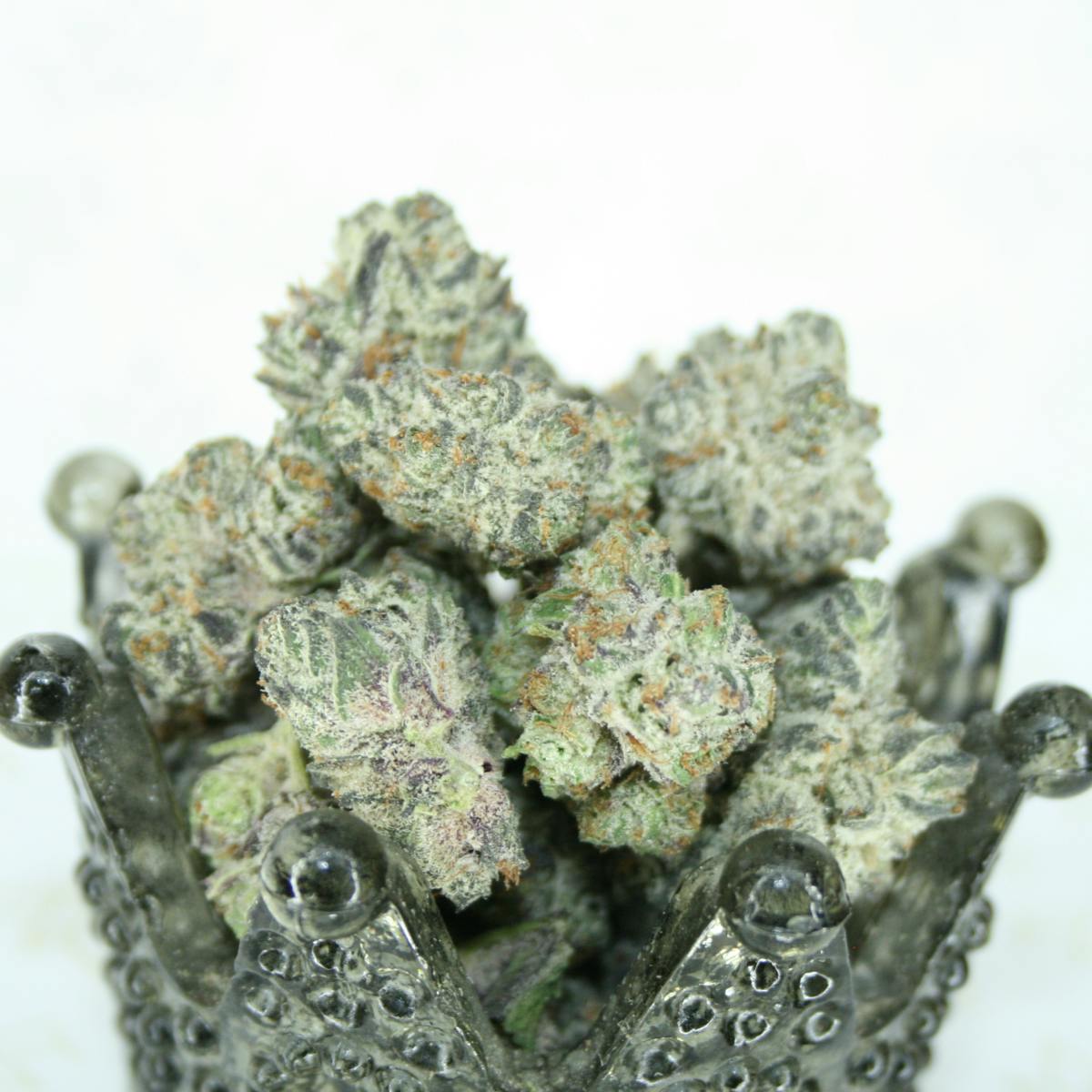 Oreoz - Dutchess of Denver