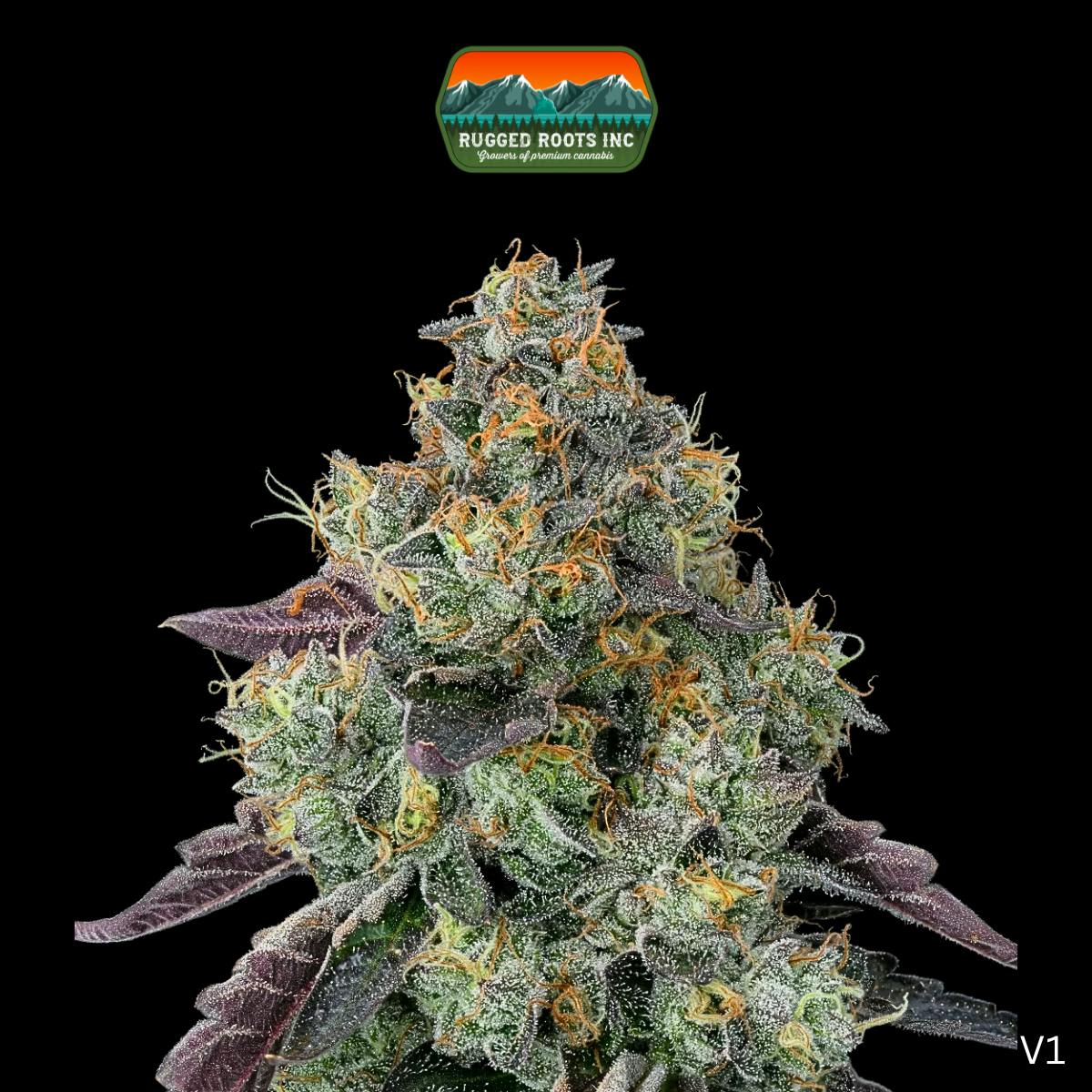 Rugged Roots | Black Cherry Gelato 3.5g - Rugged Roots