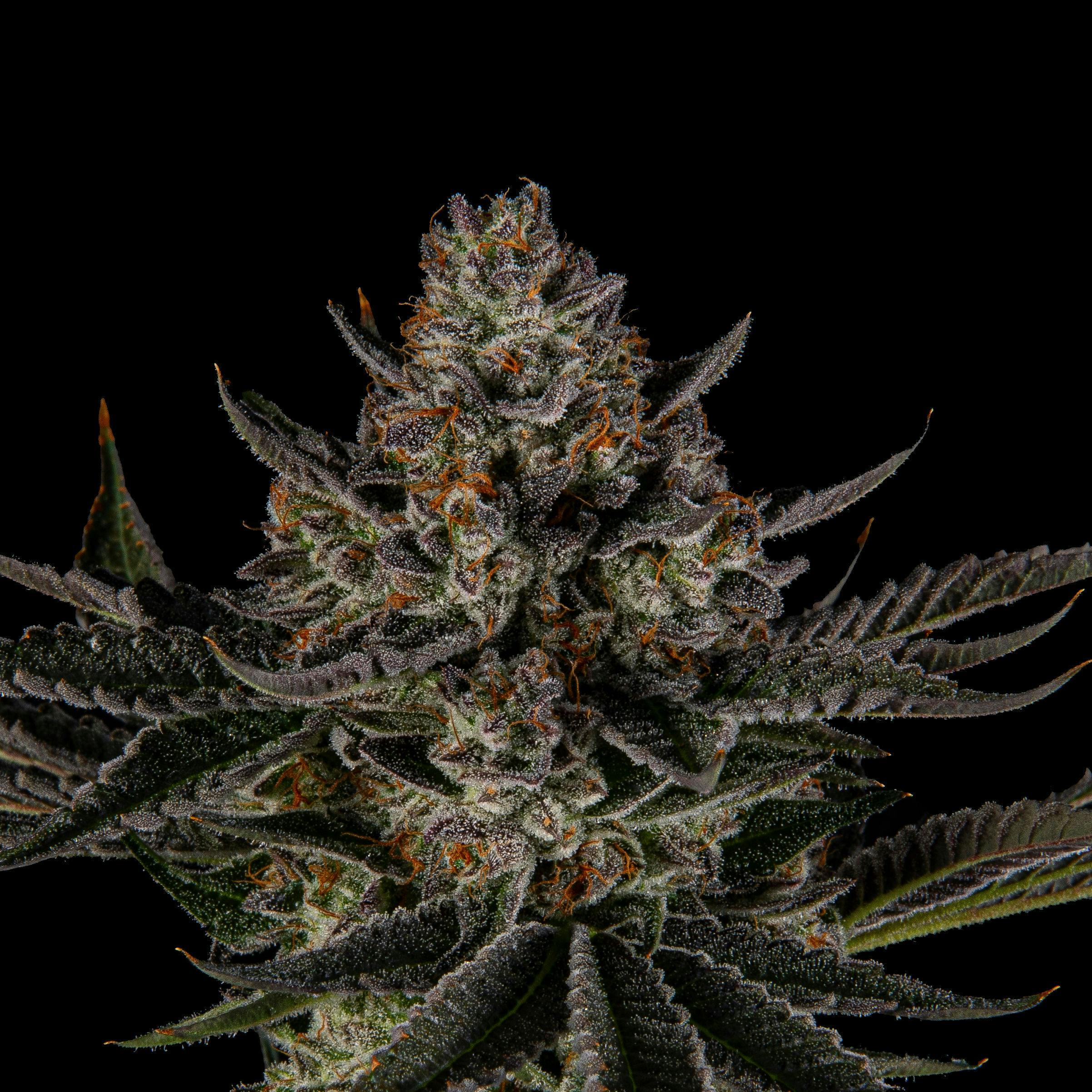 Cherry Butter - Zenoa