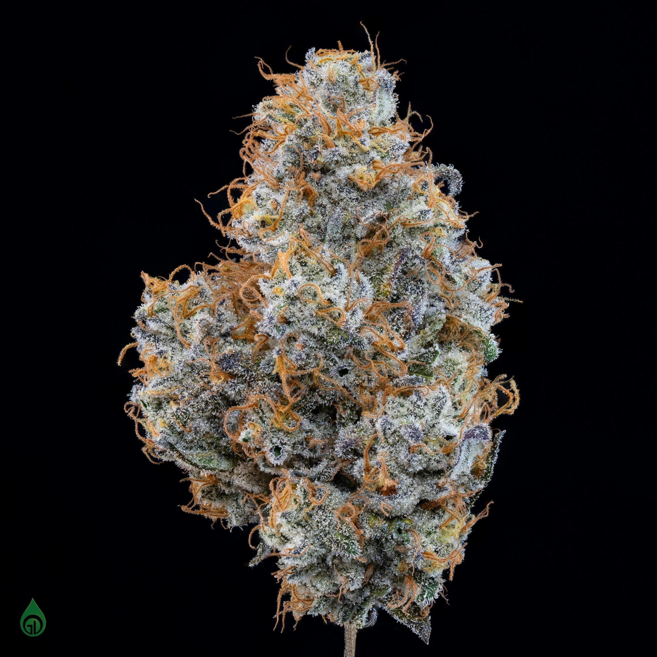 GDL Black Label Flower (14g) | Black Maple - Green Dot Labs GDL Black Label Flower (14g) | Black Maple - Green Dot Labs