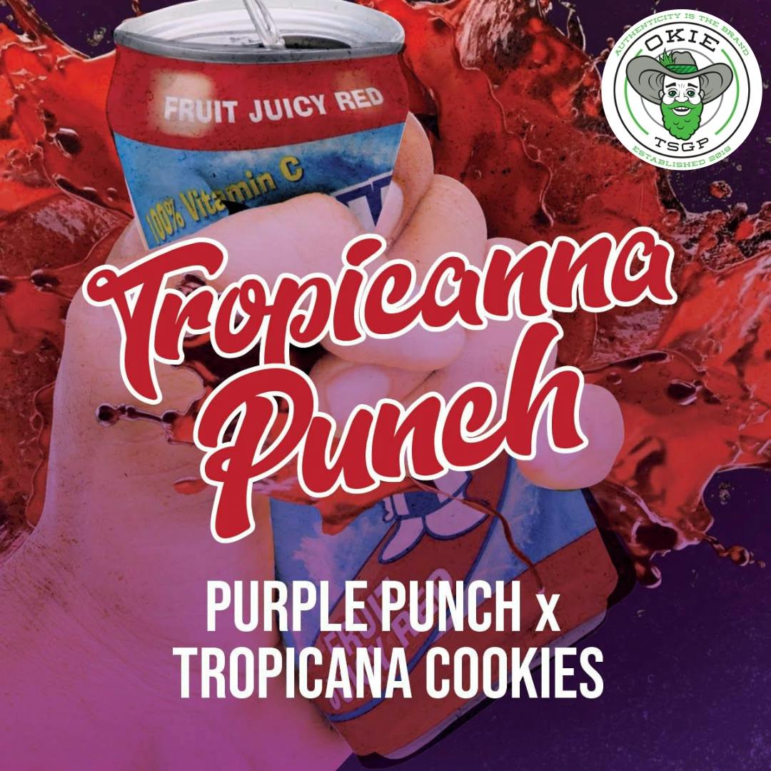 Tropicana Punch - 1g - Live Hash Rosin Jam - Okie TSGP