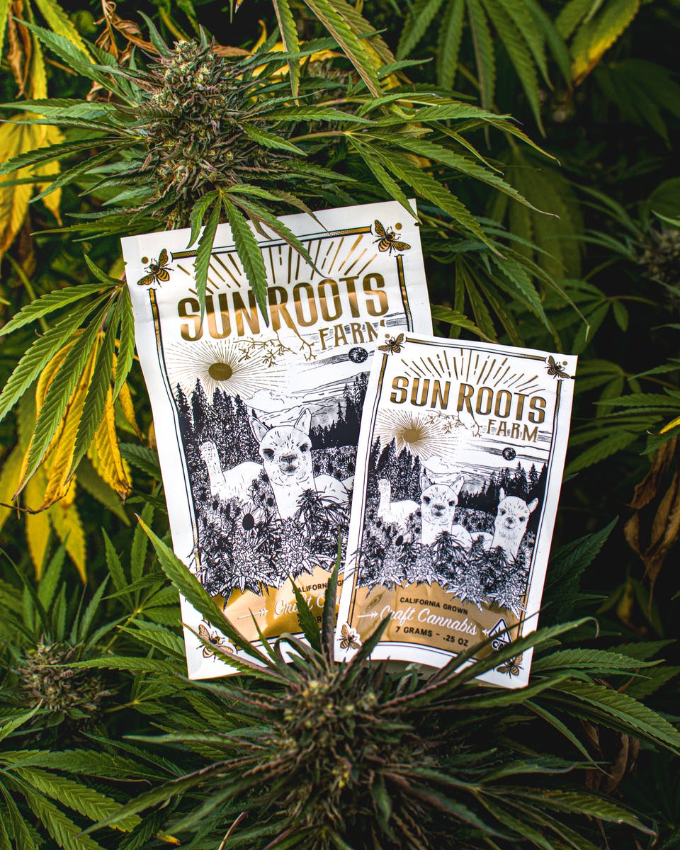 Velvet Paradise - Sun Roots Farm