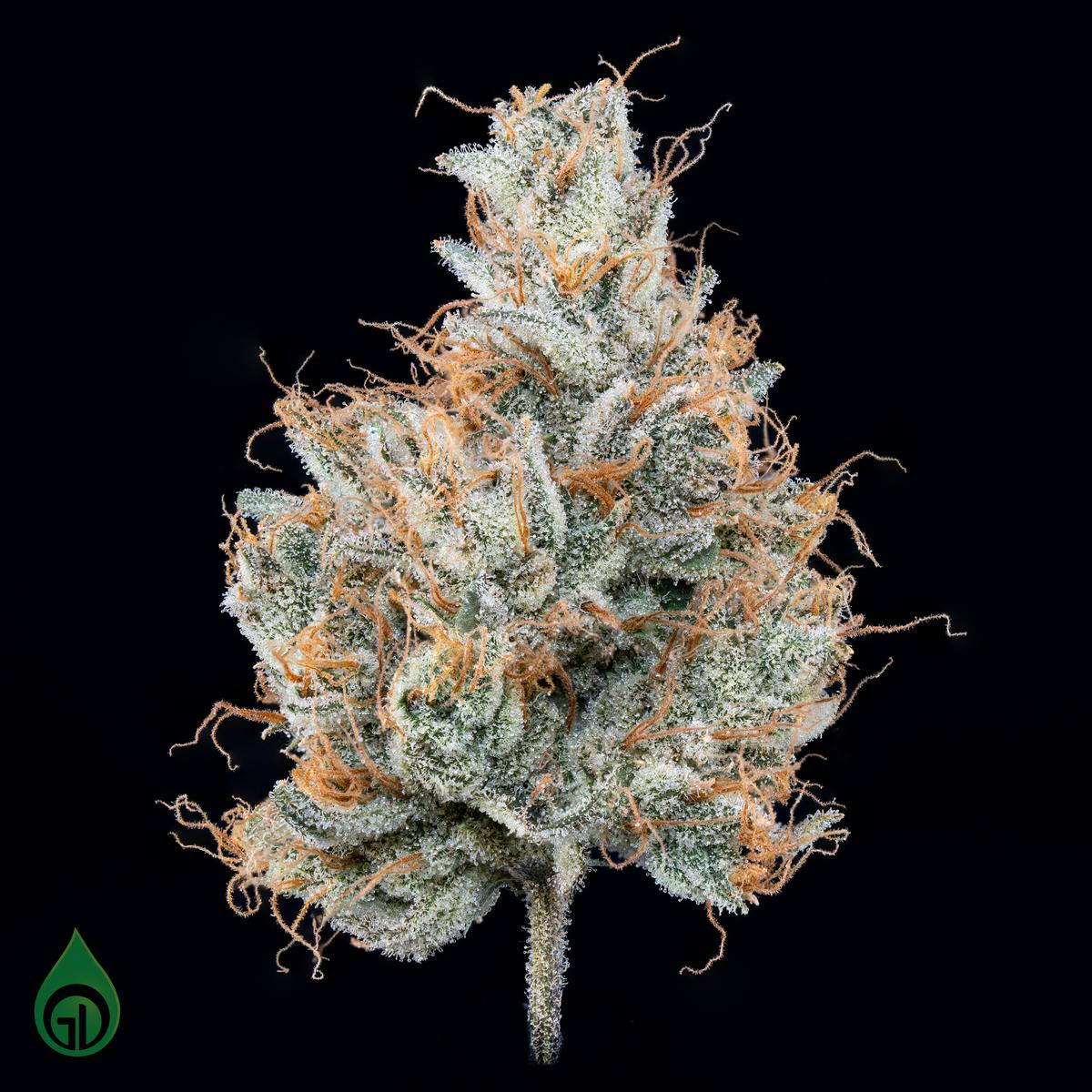 GDL Black Label Flower (14g) | Lemon Butter Rum - Green Dot Labs GDL Black Label Flower (14g) | Lemon Butter Rum - Green Dot Labs