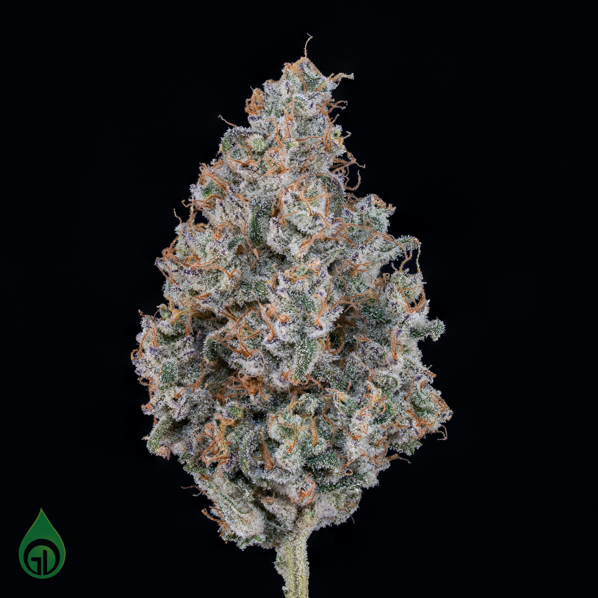 GDL Black Label Flower (14g) | Cherry Lime Soda - Green Dot Labs GDL Black Label Flower (14g) | Cherry Lime Soda - Green Dot Labs
