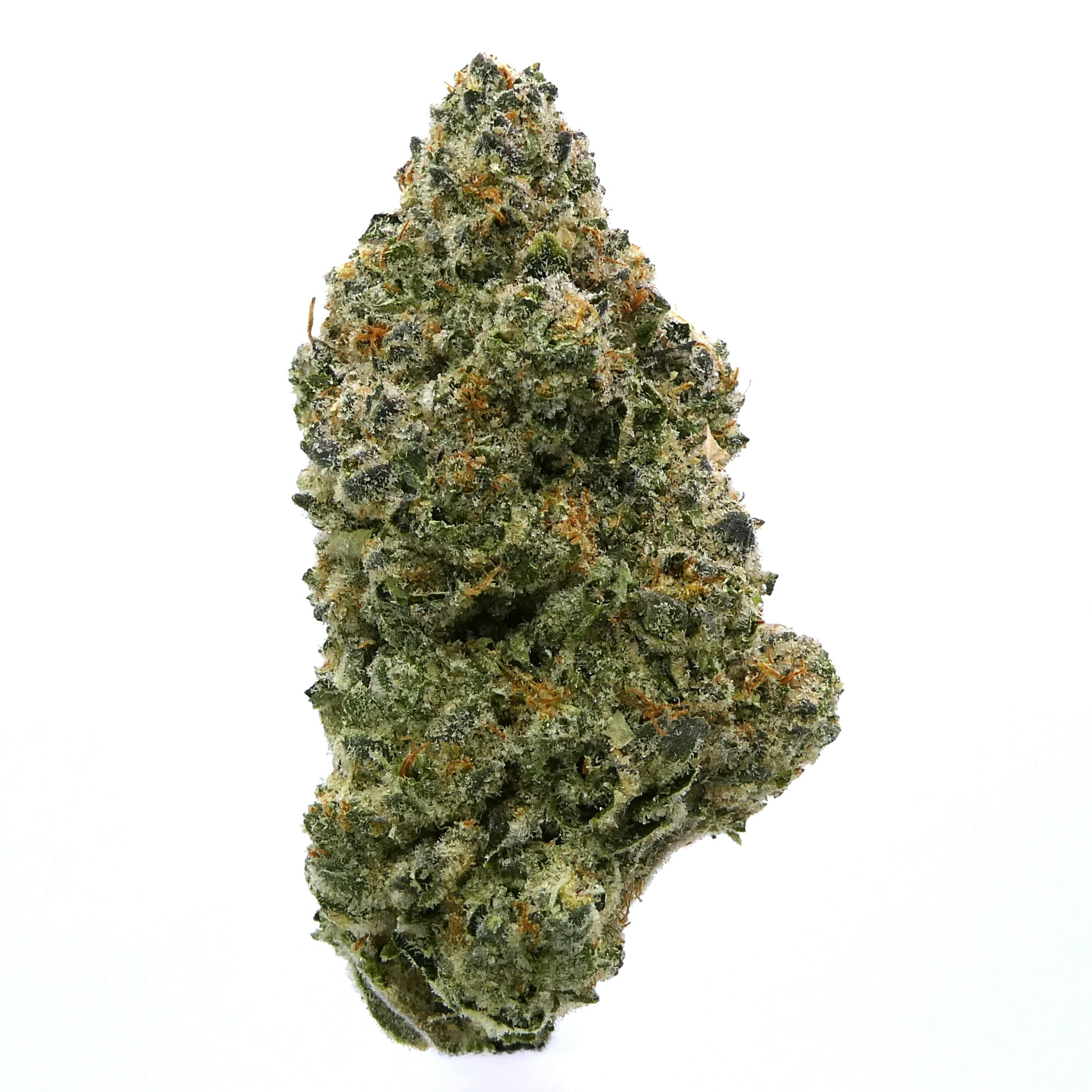 LA Baker Buds - Avitas