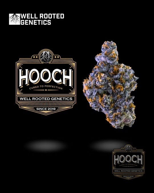 Hooch - Well Rooted Genetics