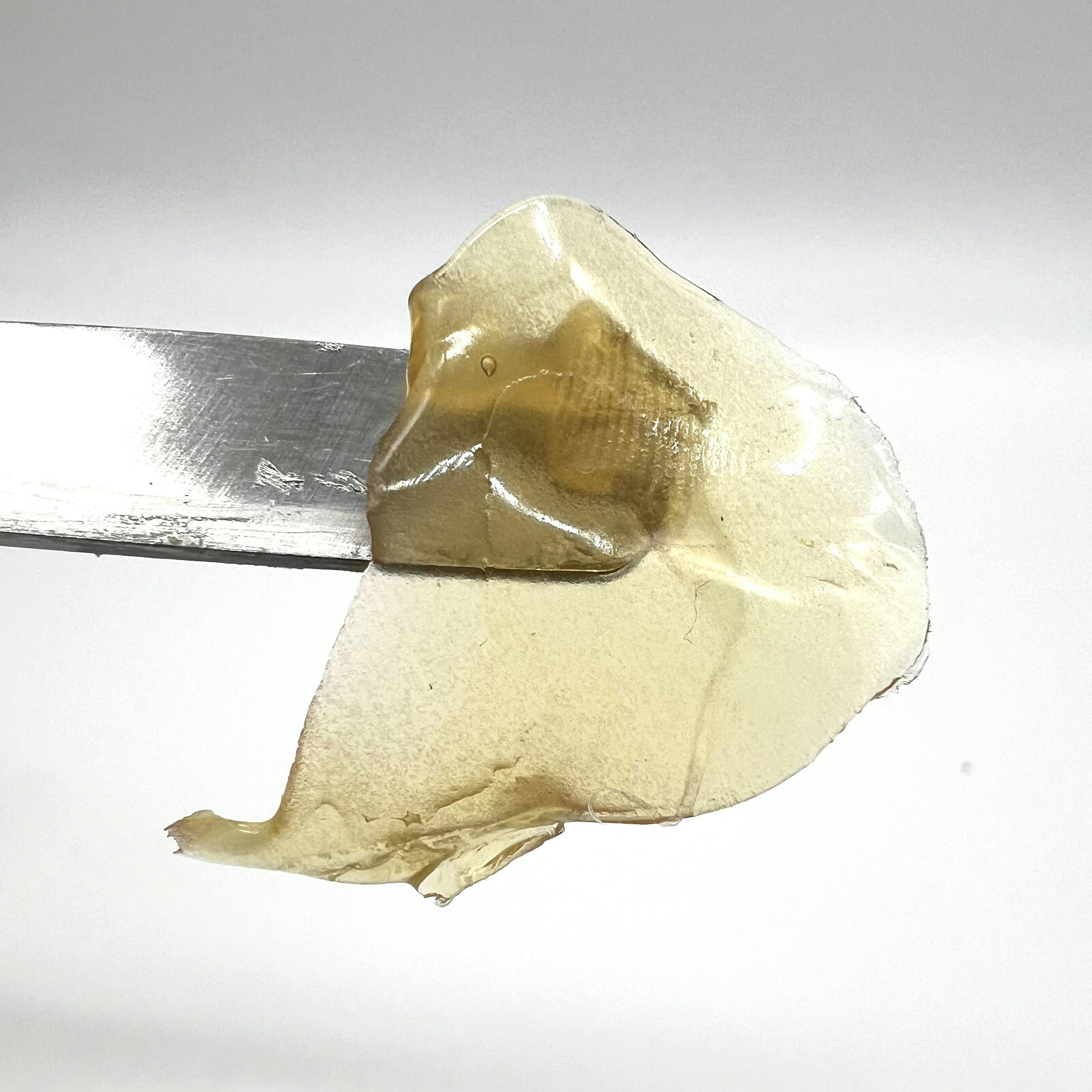 Animal Trees Shatter - Northeast Alliance