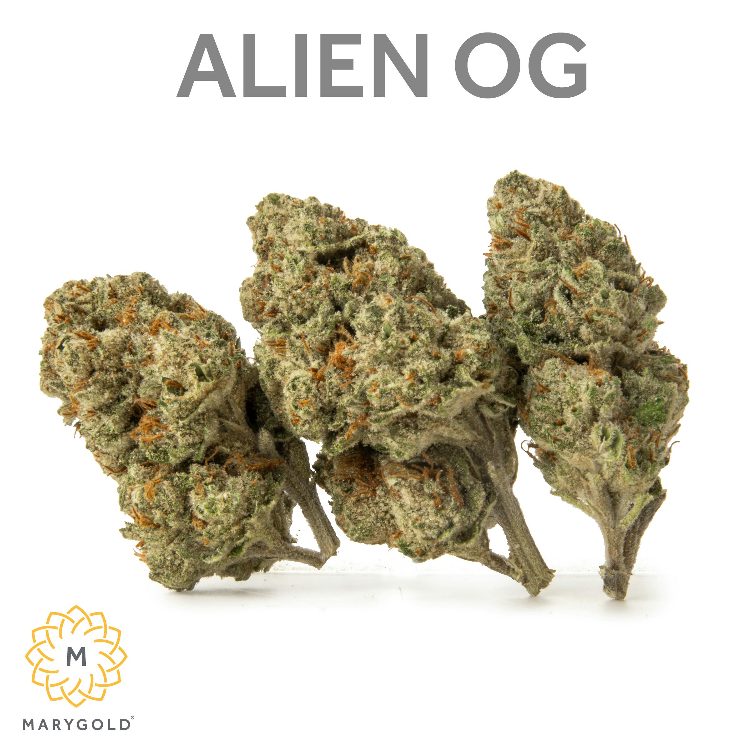 Alien OG 14g - Marygold
