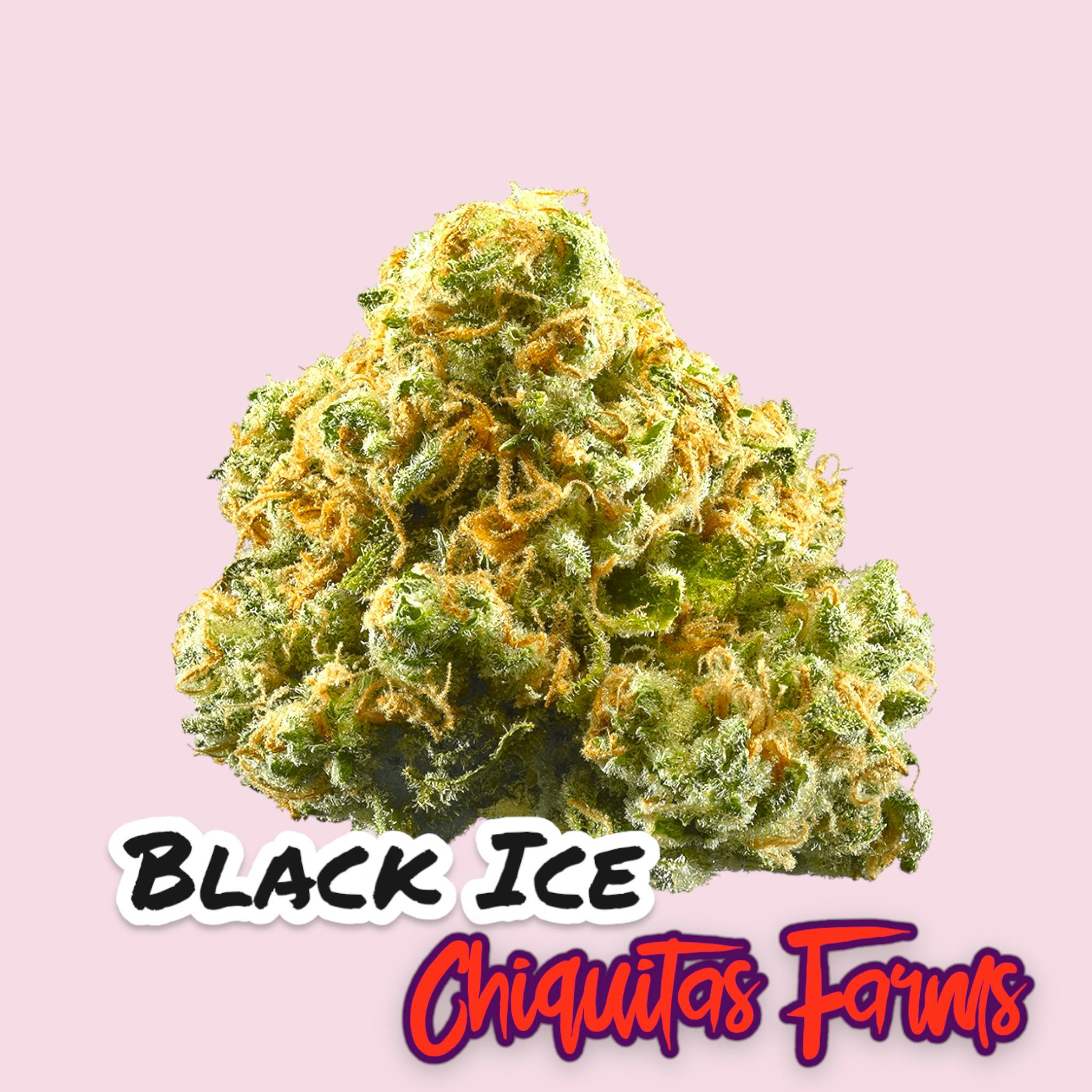 Black Ice - Chiquitas Farms