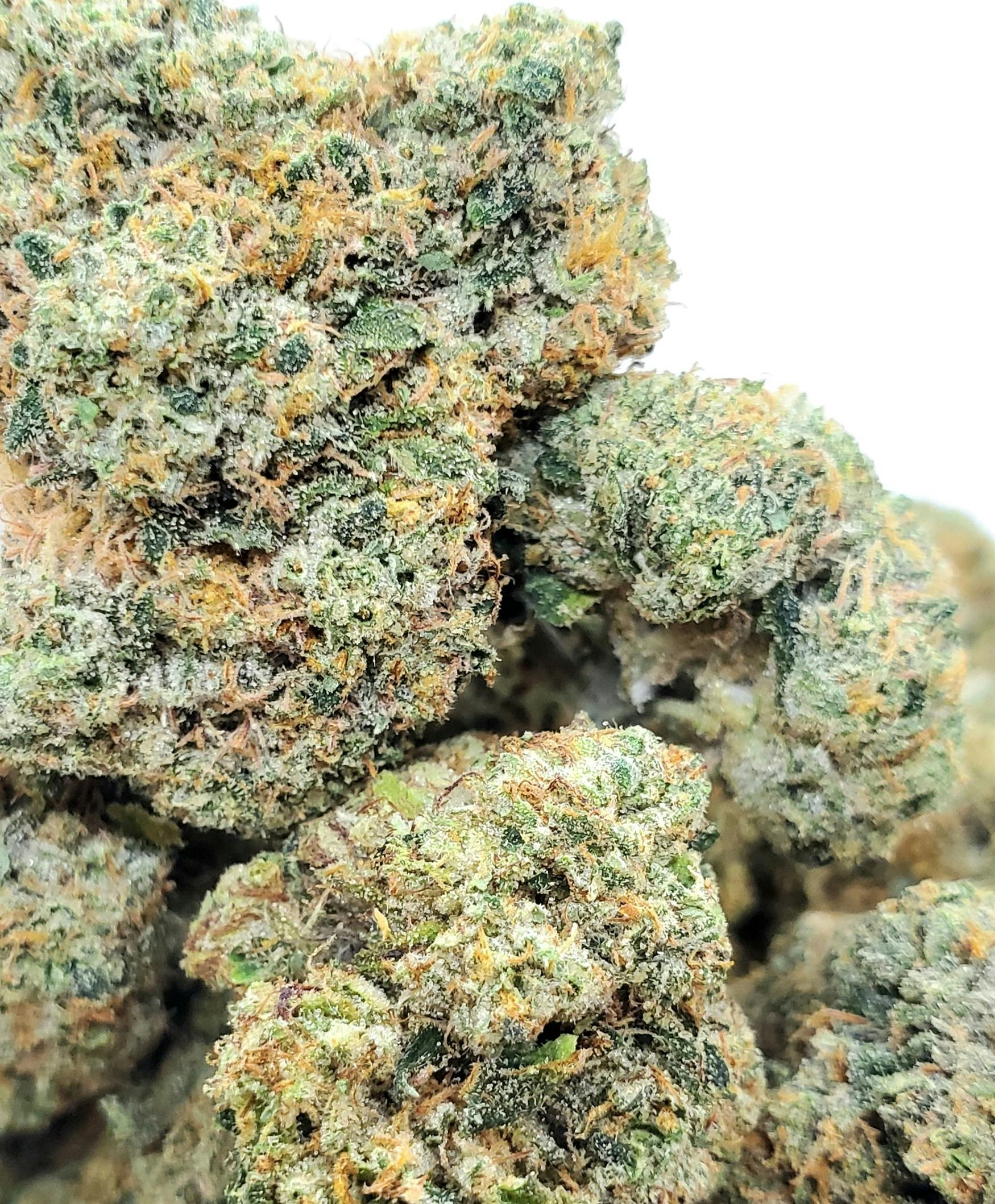 Kashmir Kush - World Class Cannabis