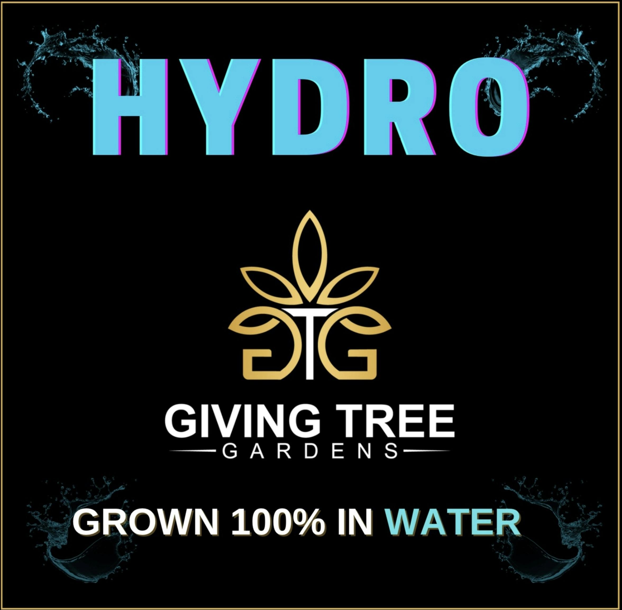 Purple Envy Flower - Giving Tree Gardens