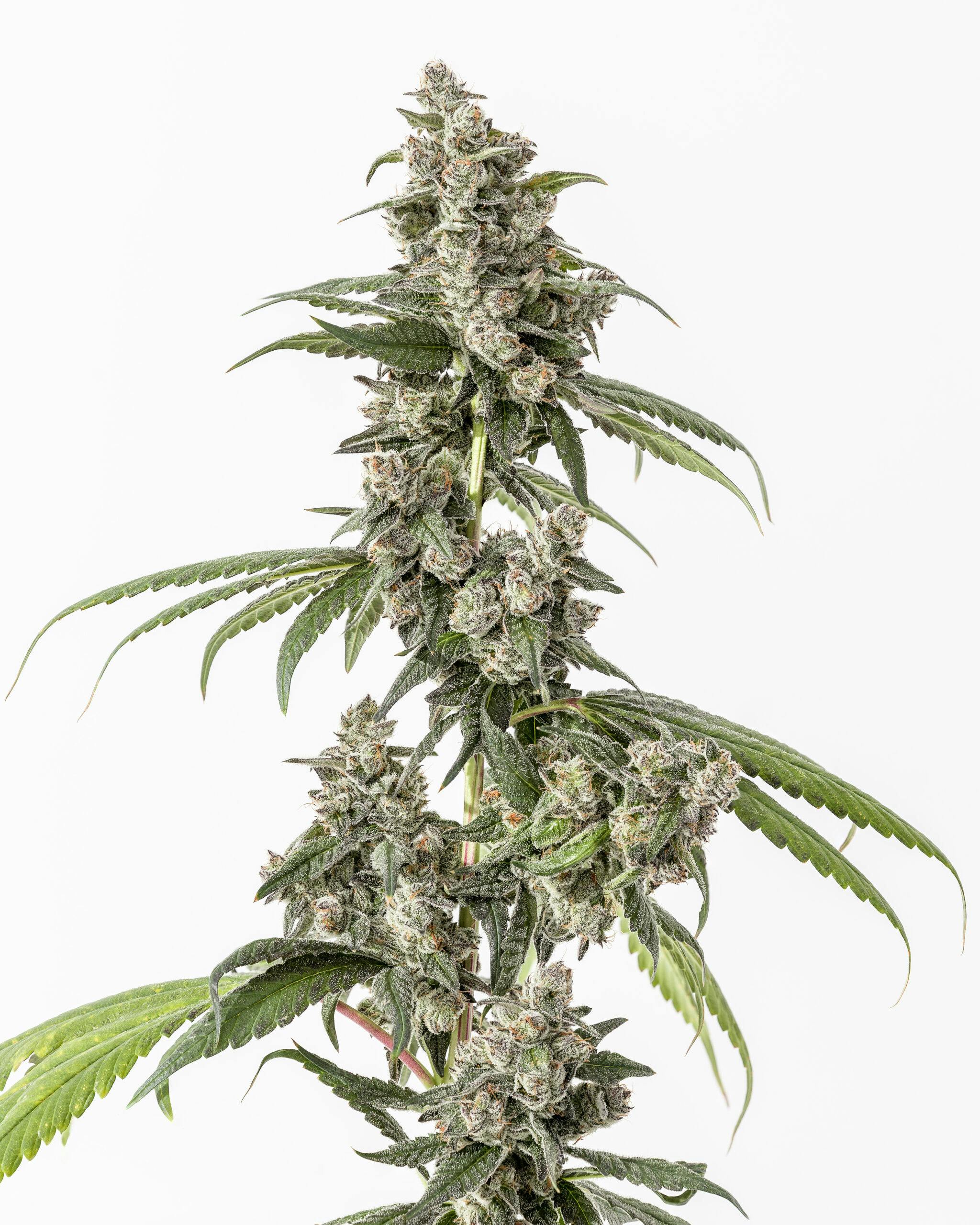 Glacier | White Truffle Legendary Hand-Trimmed Flower - Glacier Cannabis