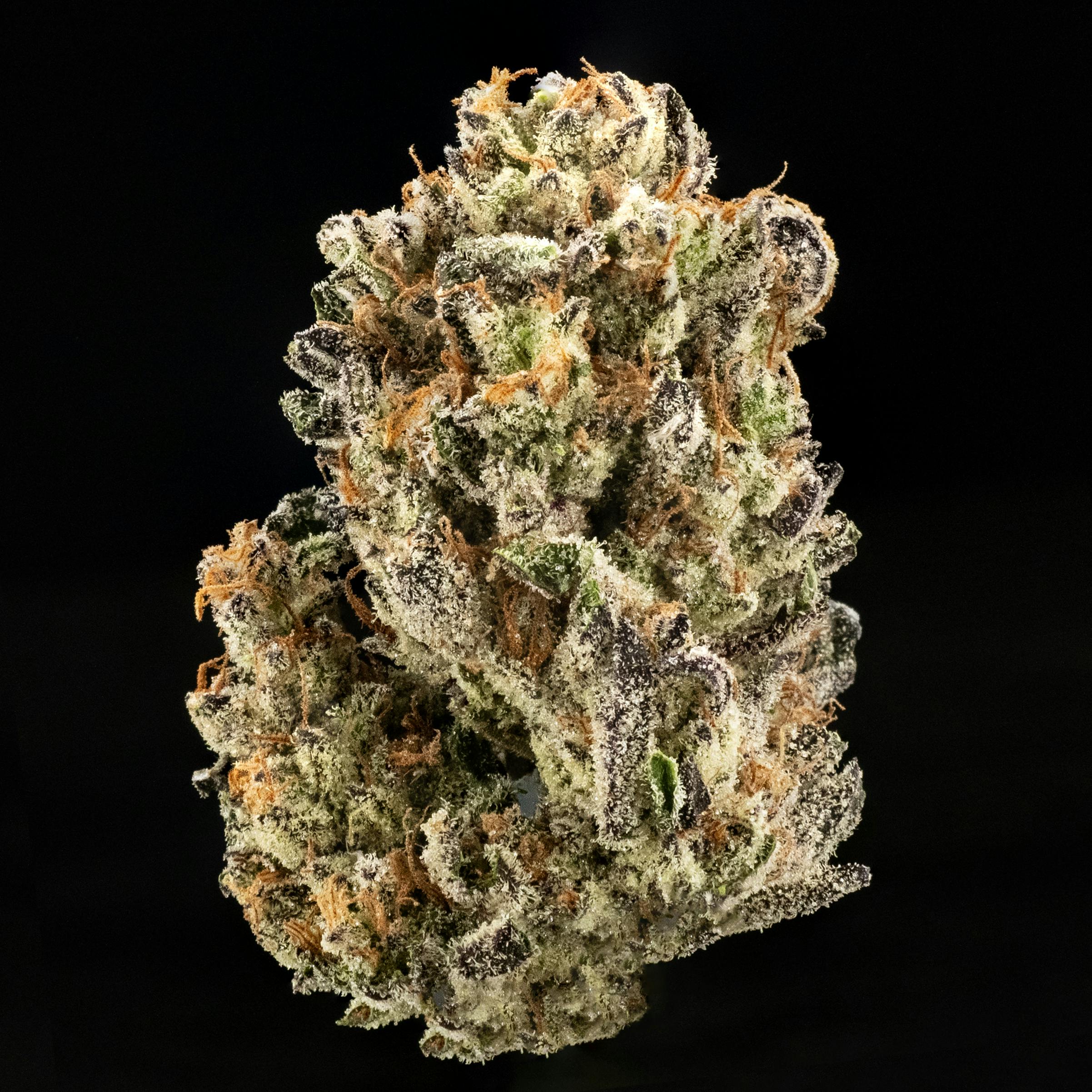 Government Oasis - 3.5g - Casa Flor