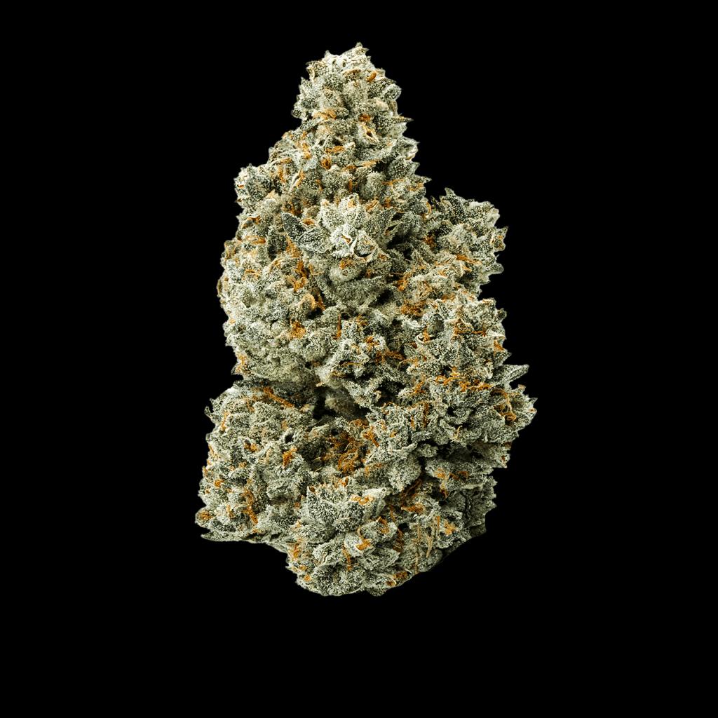 Caleta Flower | Dante's Candy - Auraz