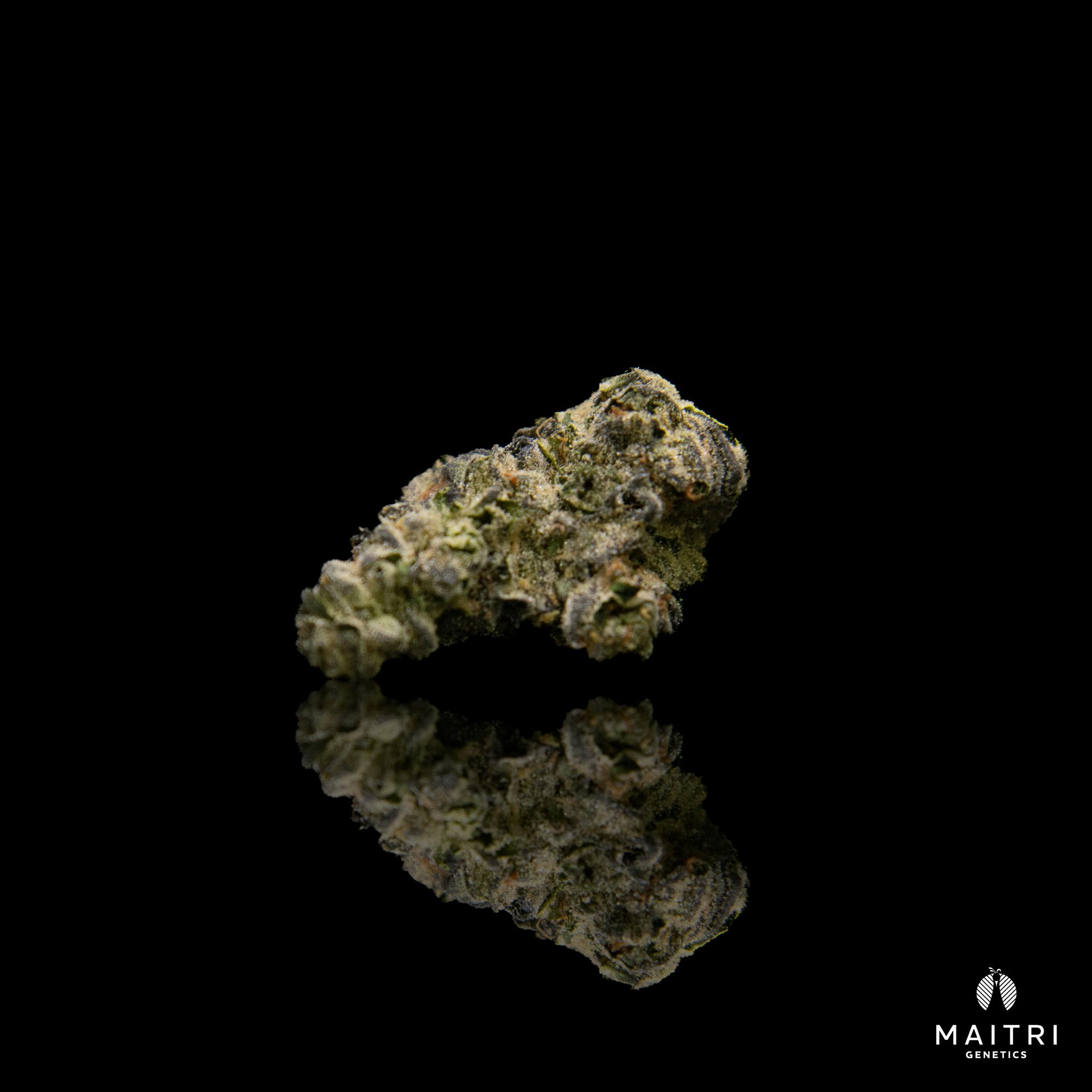 Gas Truffle - Maitri Genetics